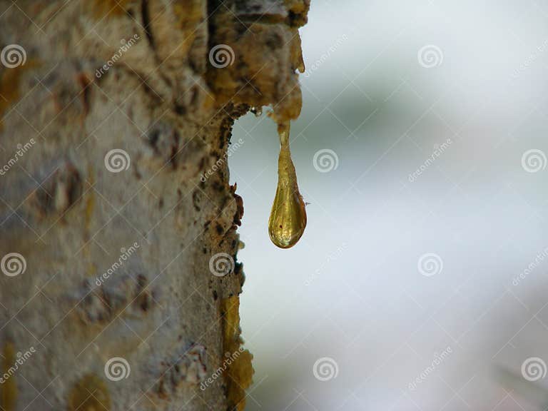 Pine sap droplet stock photo. Image of pine, macro, tree - 57661996