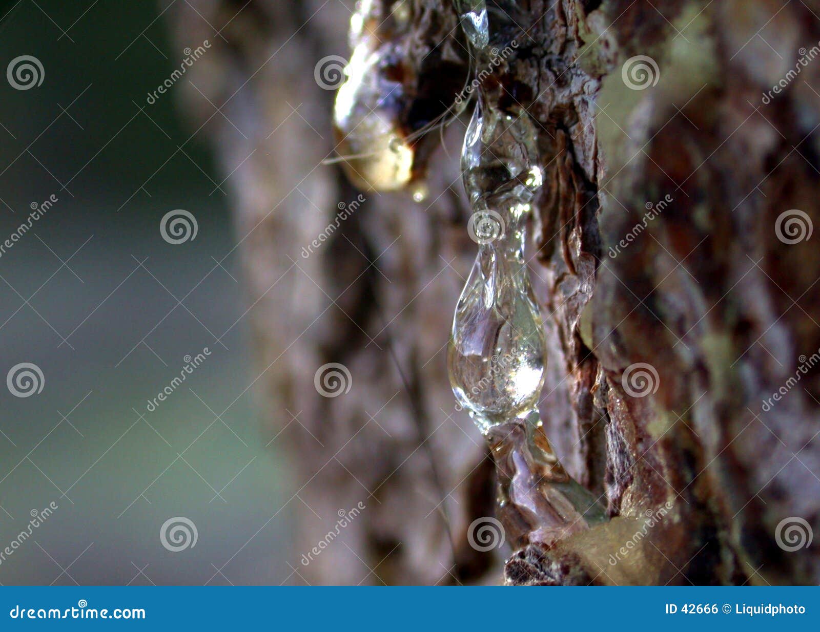 Pine Sap Pitch Resin 2 stock photo. Image of close, ooze - 42666