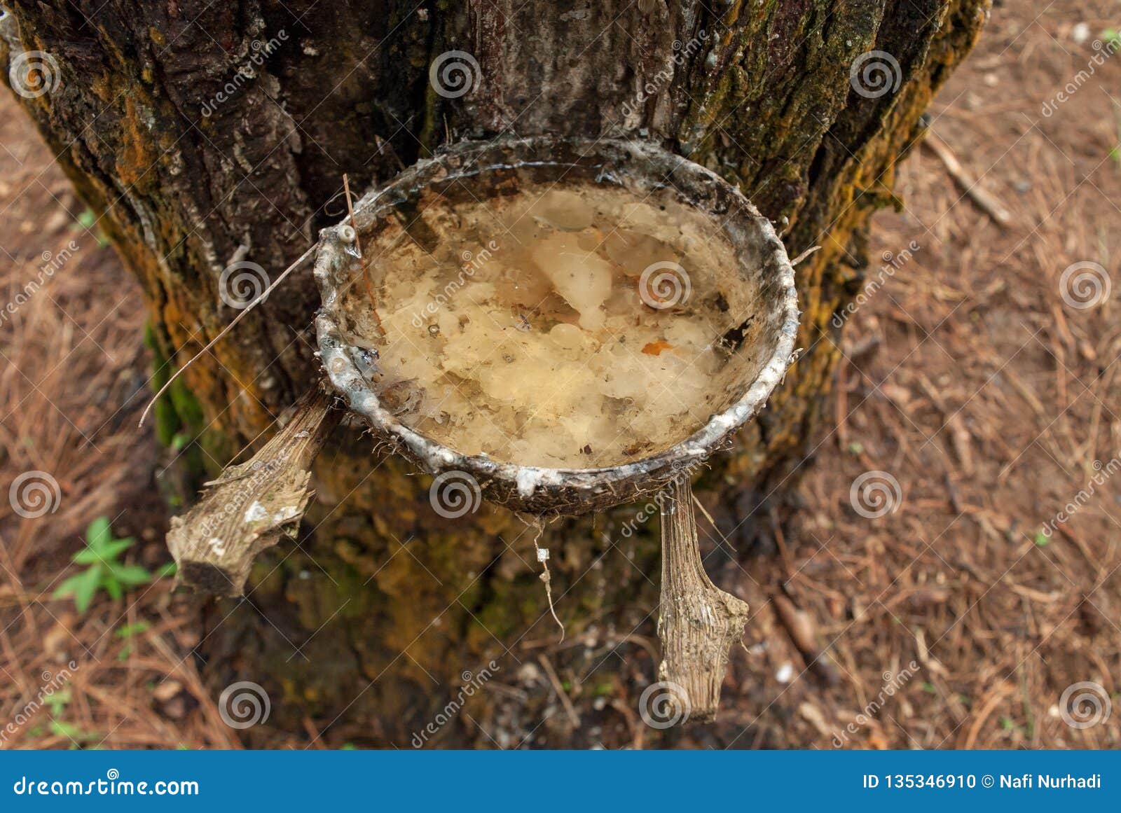 Pine Sap Which is Accommodated with Coconut Shells Stock Photo - Image ...