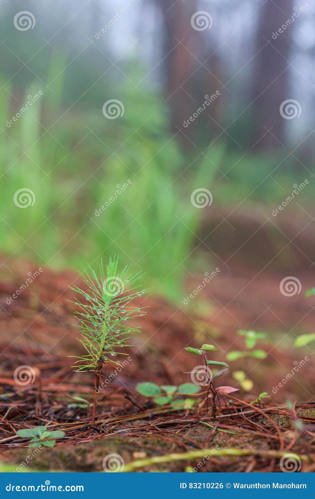 Pine Sapling on ground stock photo. Image of rain, pine - 83210226