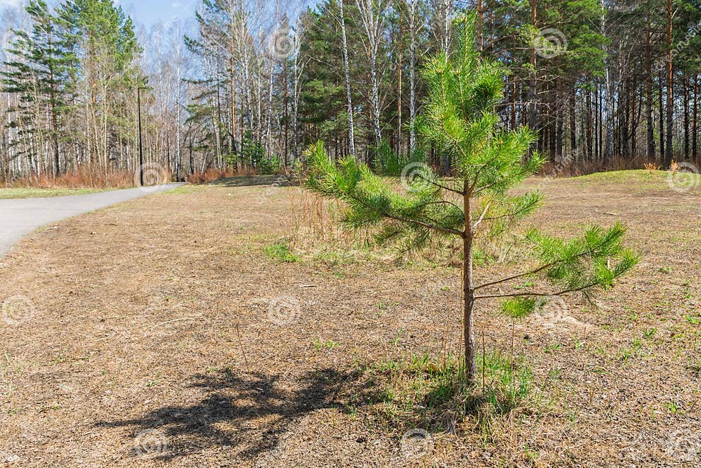 Pine Sapling Grow in a Forest Glade in Summer. Young Pine Trees Grow in ...