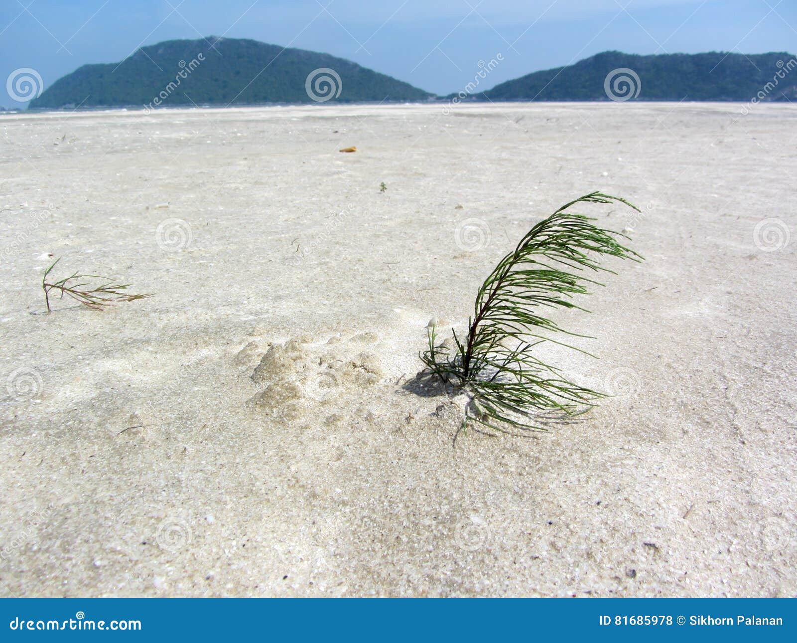 Pine sapling growing stock photo. Image of seedlings - 81685978