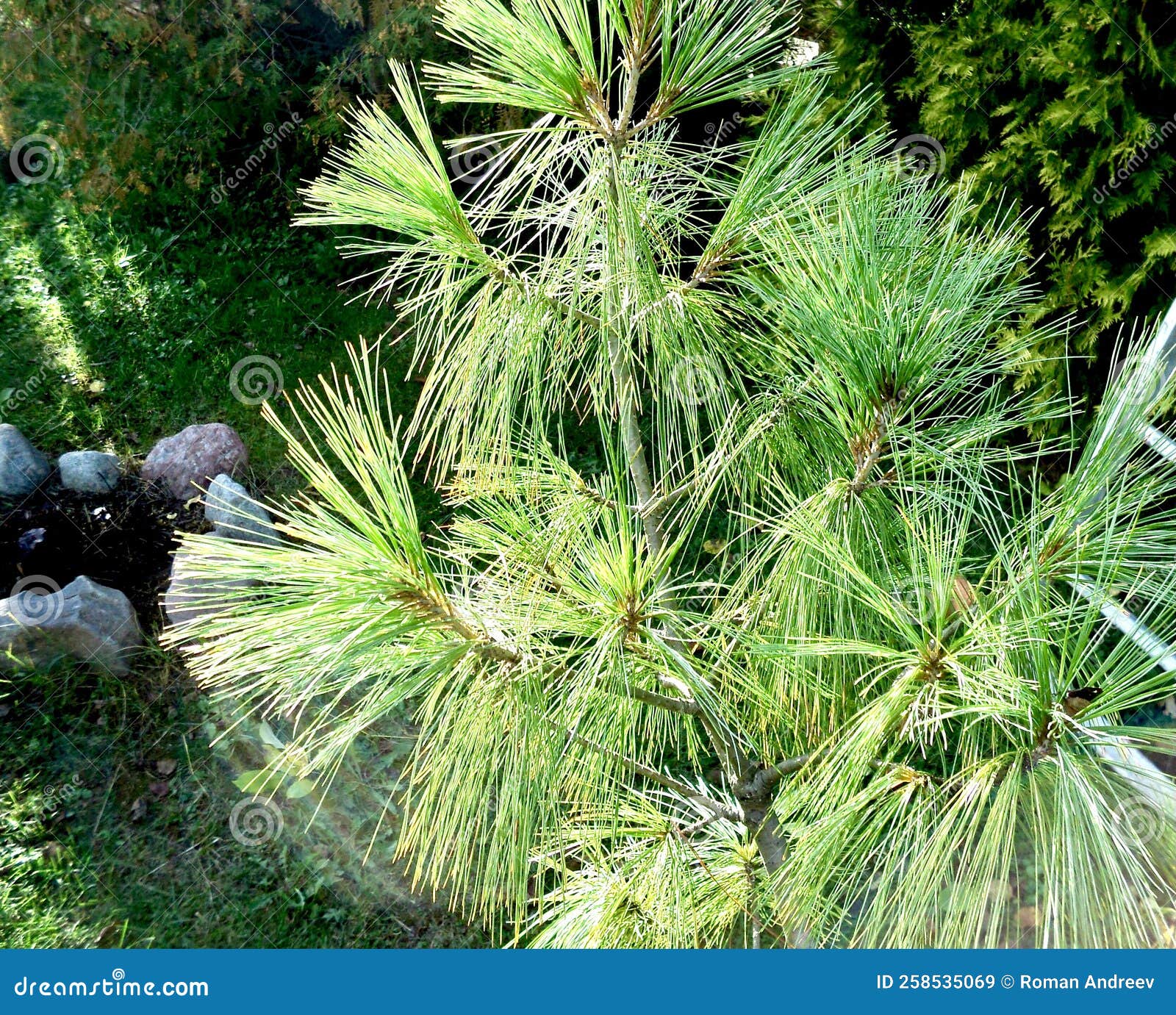 A Pine Sapling in the Rays of the Sun Stock Image - Image of plot ...