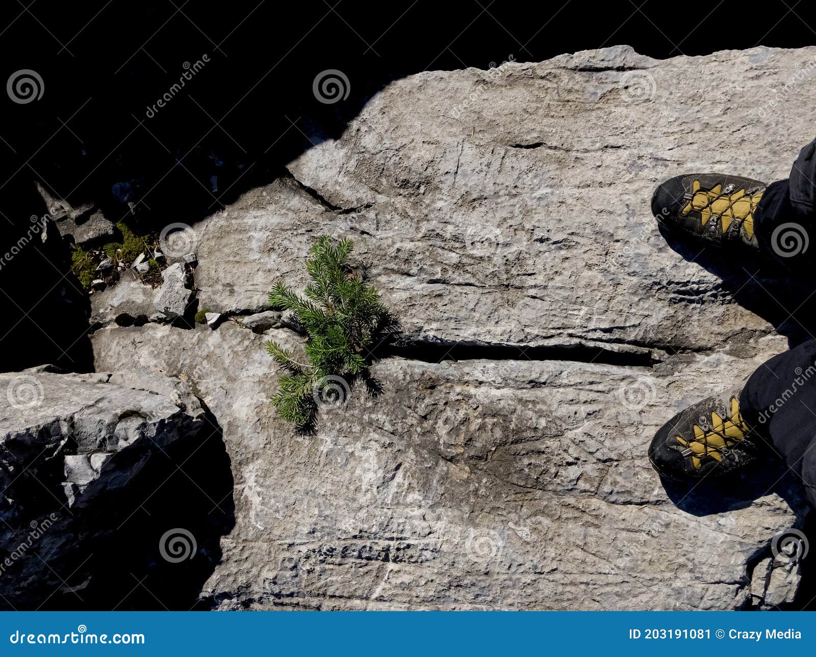Pine Sapling Struggling To Grow in the Cleft of the Rock Stock Image ...