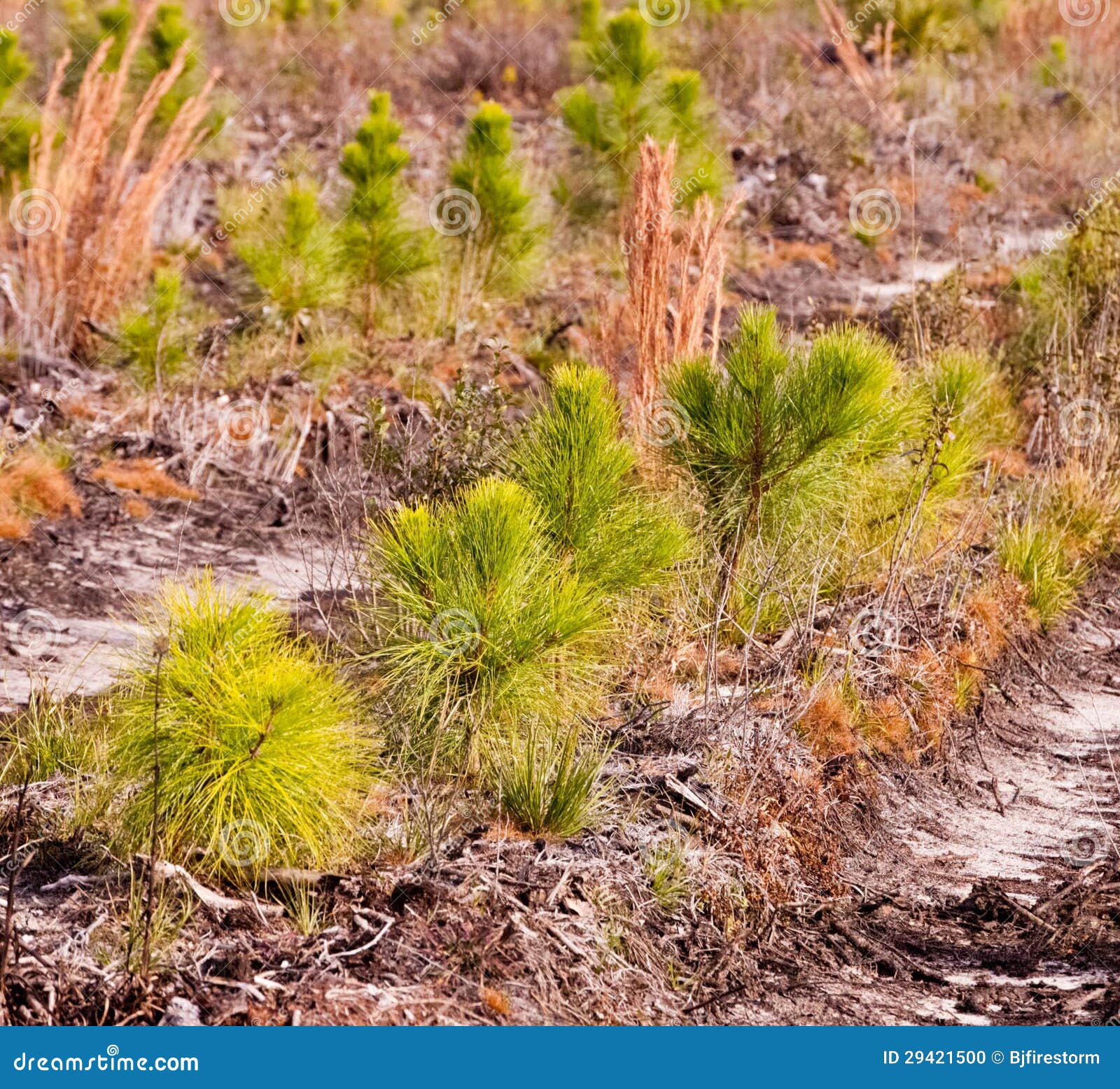 Pine saplings stock photo. Image of vegetation, seedling - 29421500