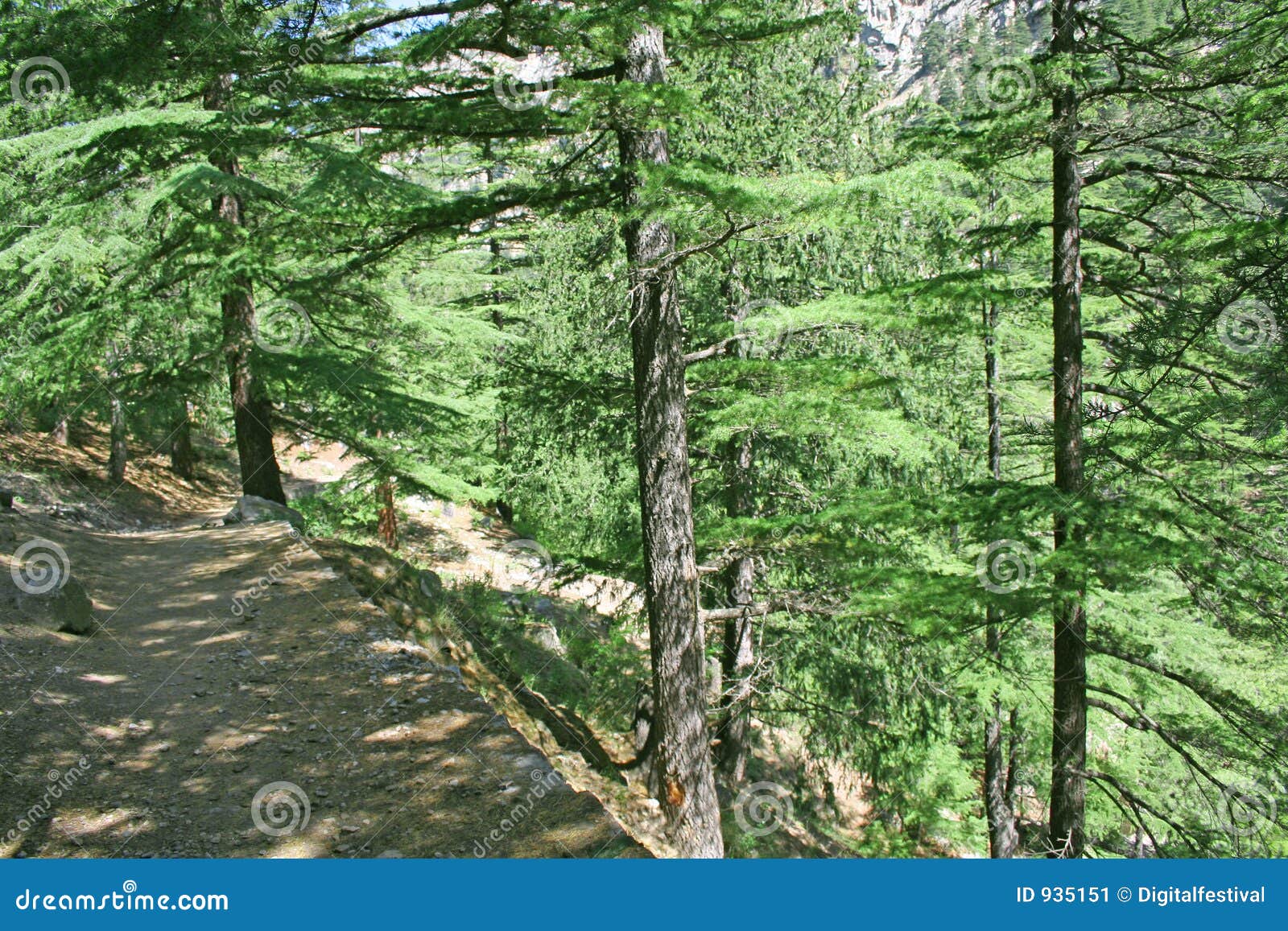 Pine Scented Himalayan Forest Trail Stock Image - Image of outdoors ...