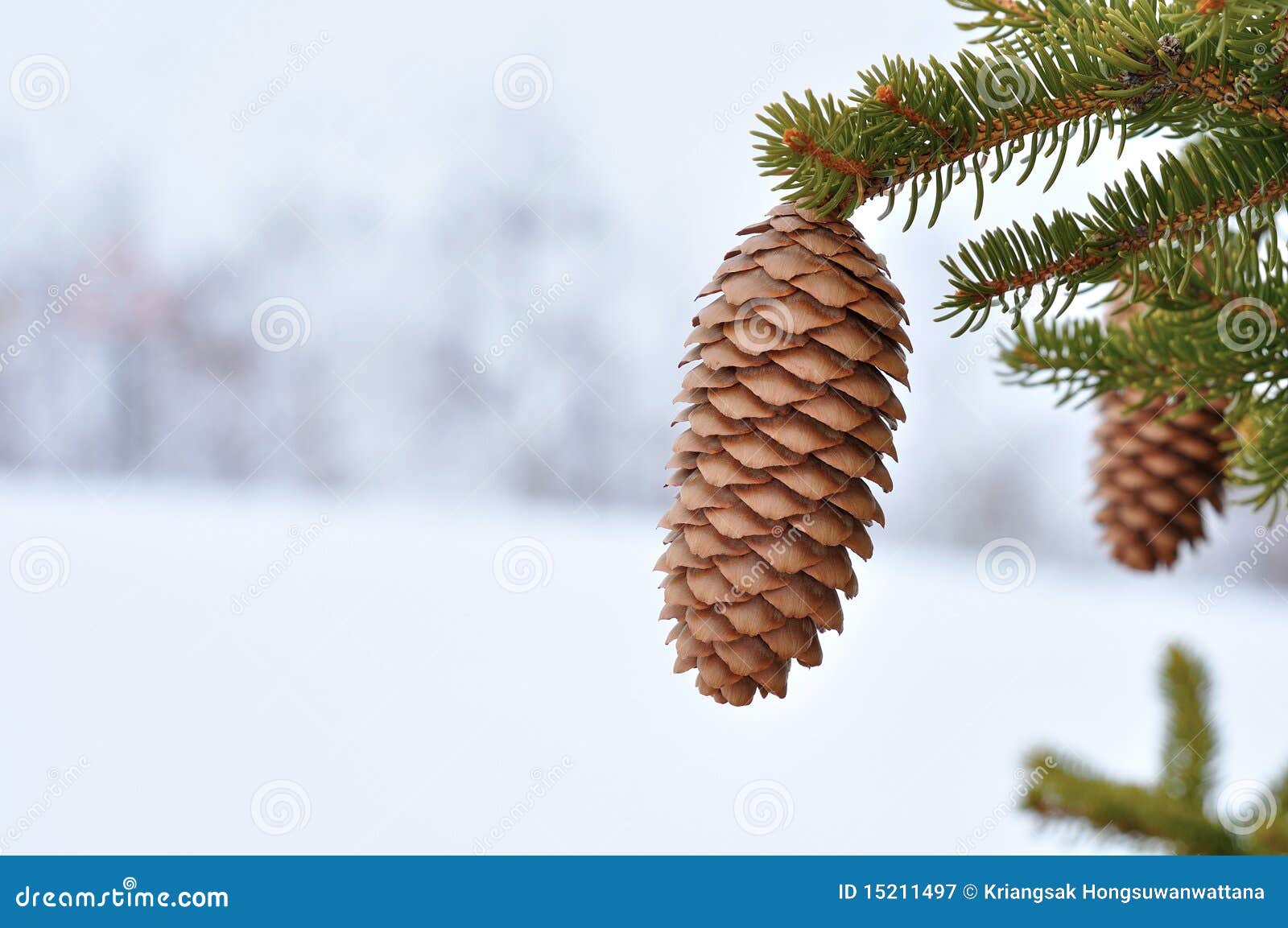 Pine seed stock image. Image of tour, holidays, scape - 15211497