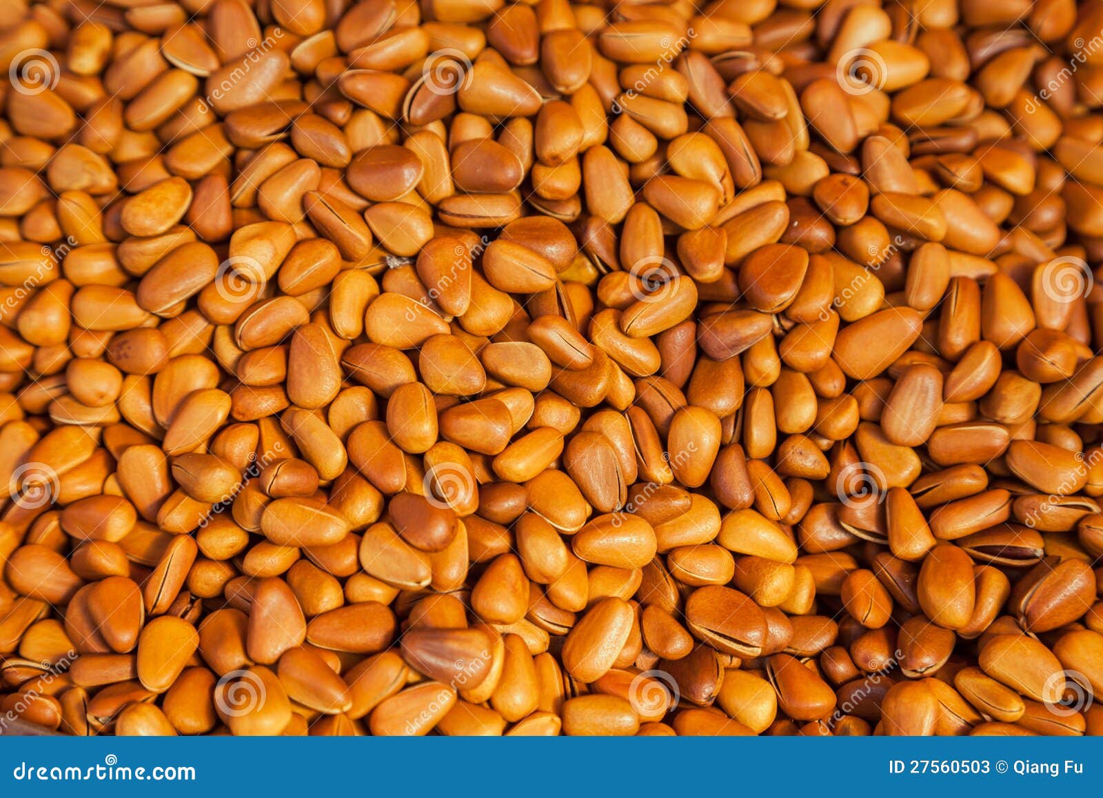 Pine seed stock image. Image of nibble, fruit, closeup - 27560503