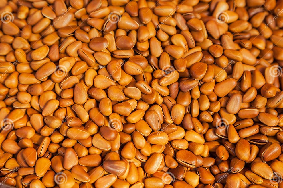 Pine seed stock image. Image of nibble, fruit, closeup - 27560503
