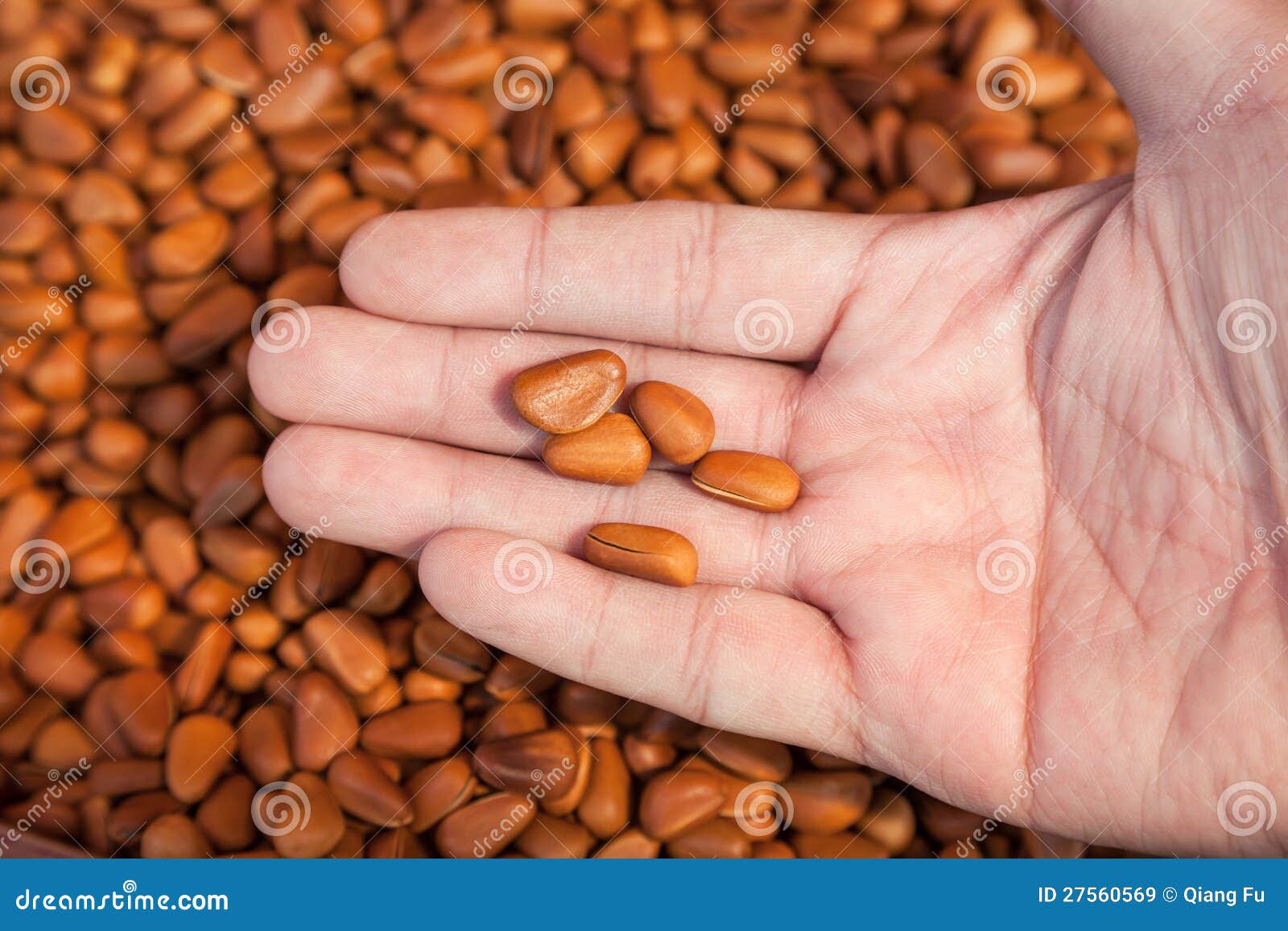 Pine seed stock image. Image of beige, peel, healthy - 27560569