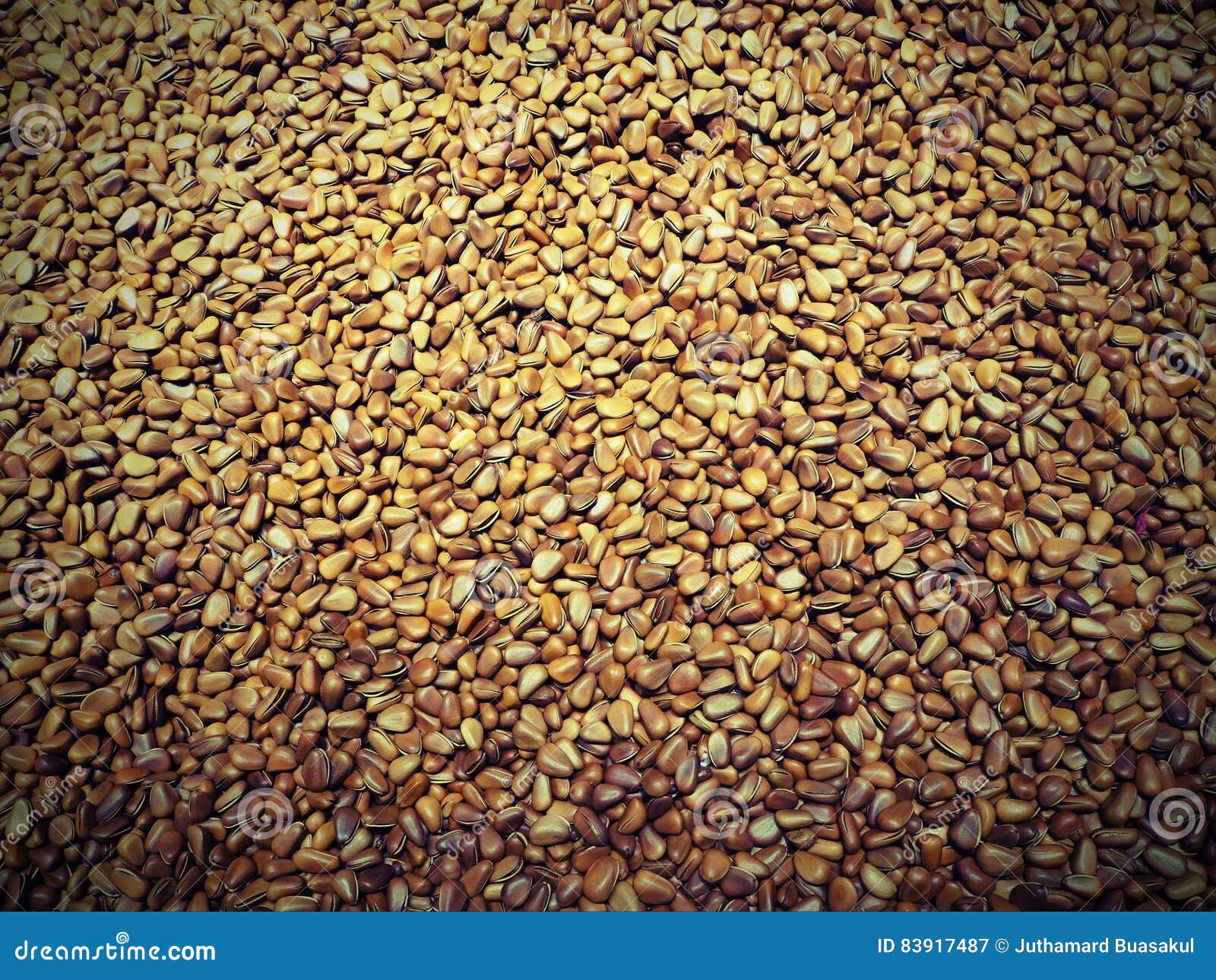 Pine Seed stock image. Image of pattern, food, nuts, ripe - 83917487