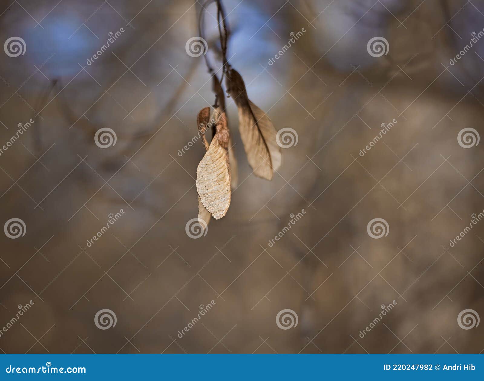 Pine Seed Scales. Beautiful Natural Background. Stock Photo - Image of ...