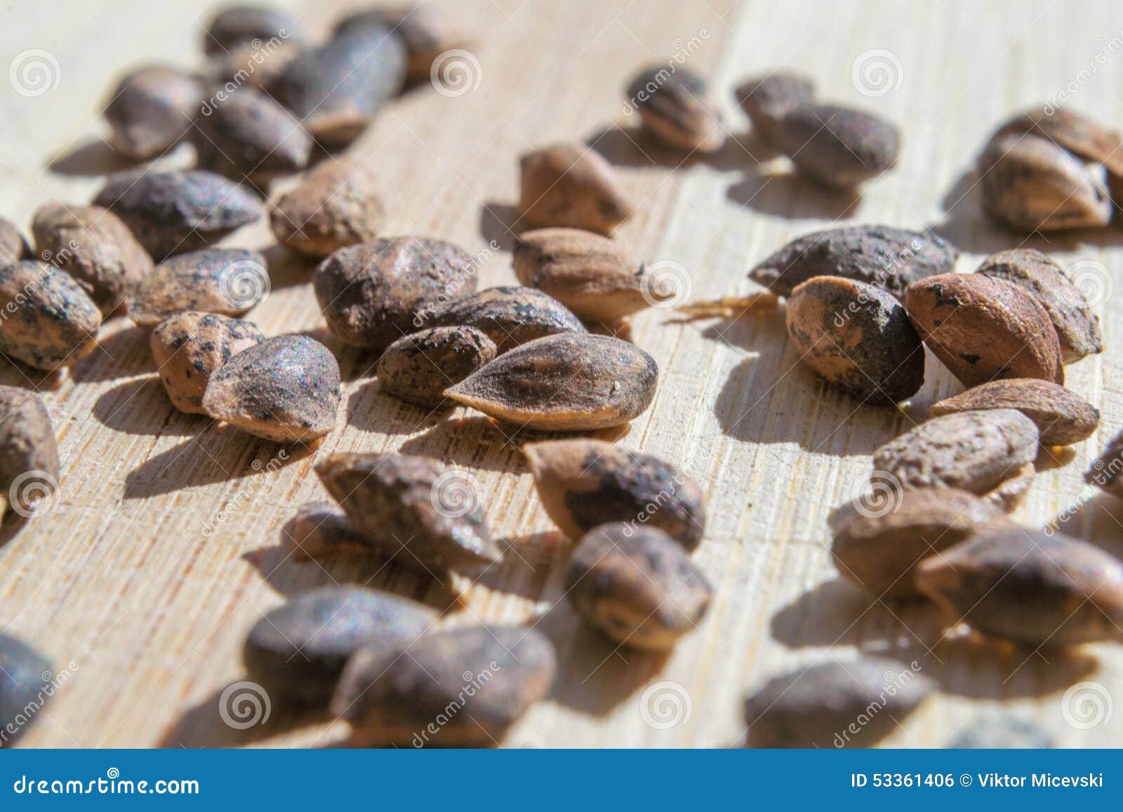 Pine seed stock photo. Image of tree, close, cedar, small - 53361406