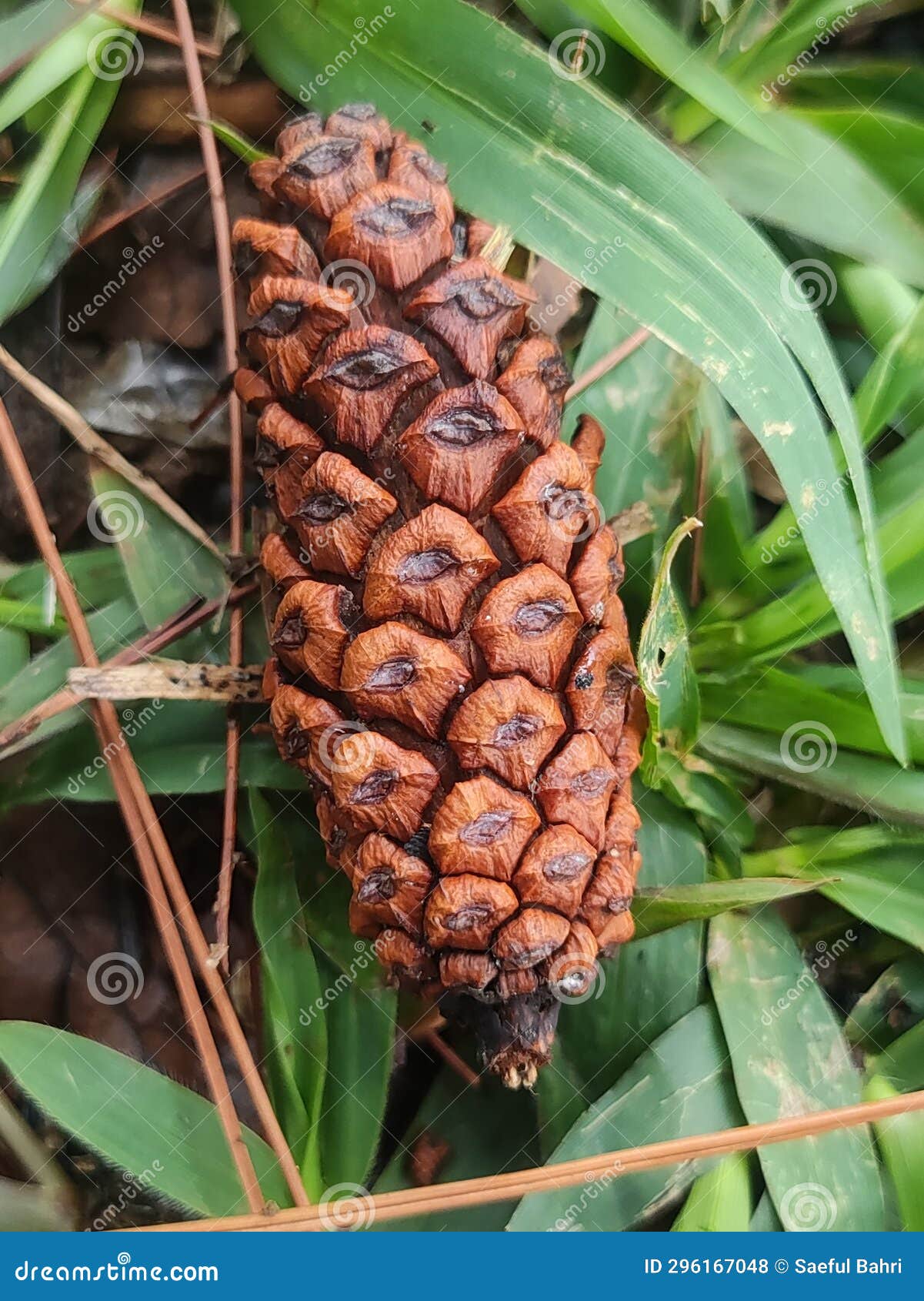 Pine seeds stock photo. Image of tree, pine, crop, tropics - 296167048