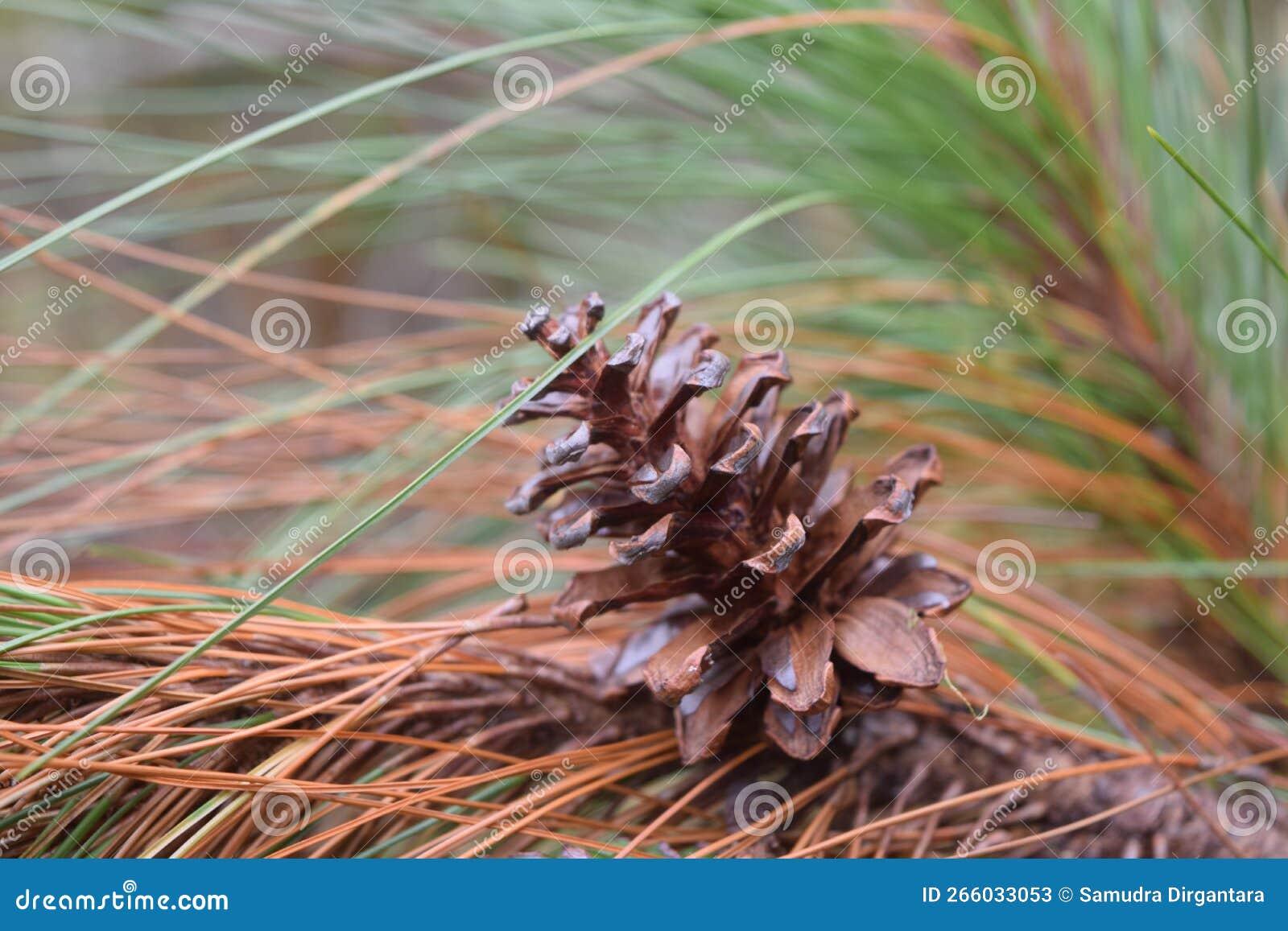 The pine seeds from tree stock image. Image of plant - 266033053