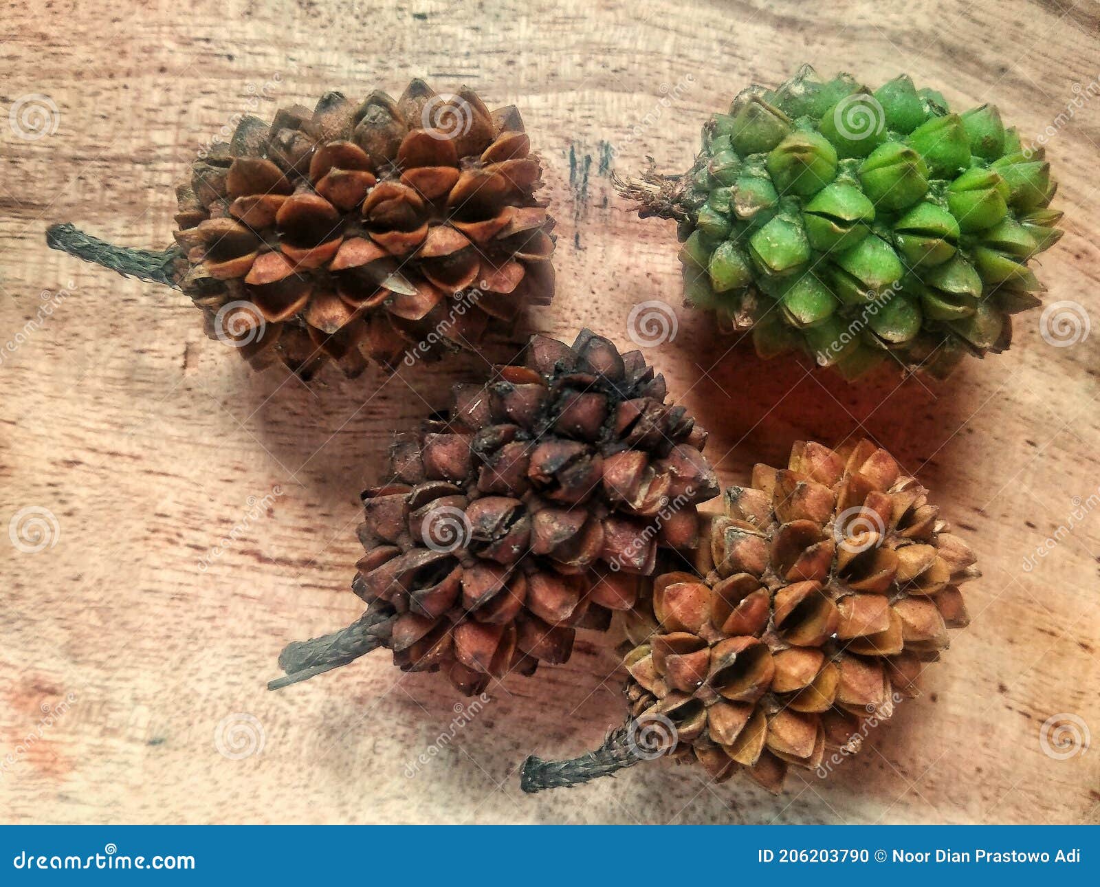 Pine Seeds on the Wooden Plate Stock Photo - Image of leaf, crop: 206203790