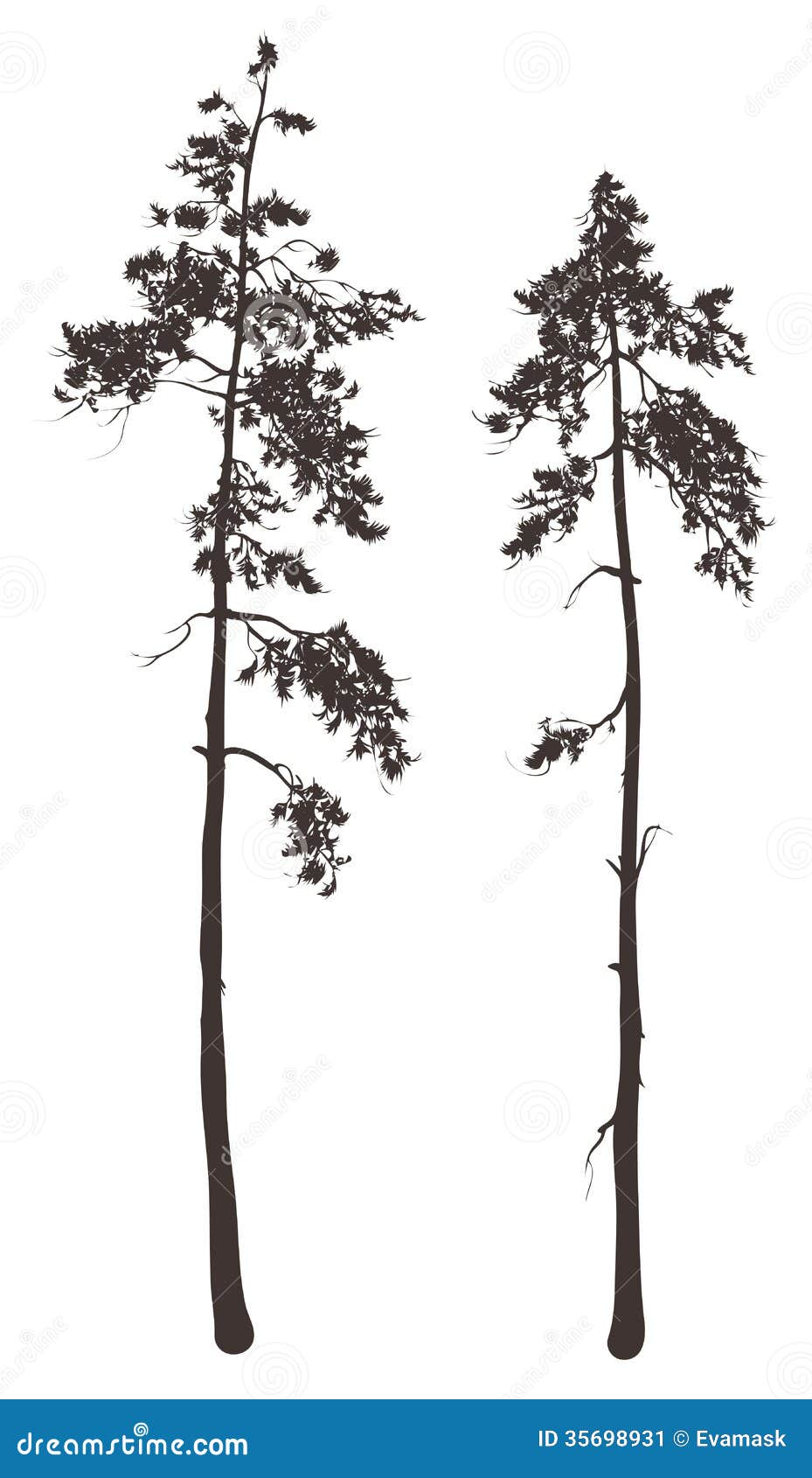 Pine stock vector. Illustration of plants, pine, large - 35698931