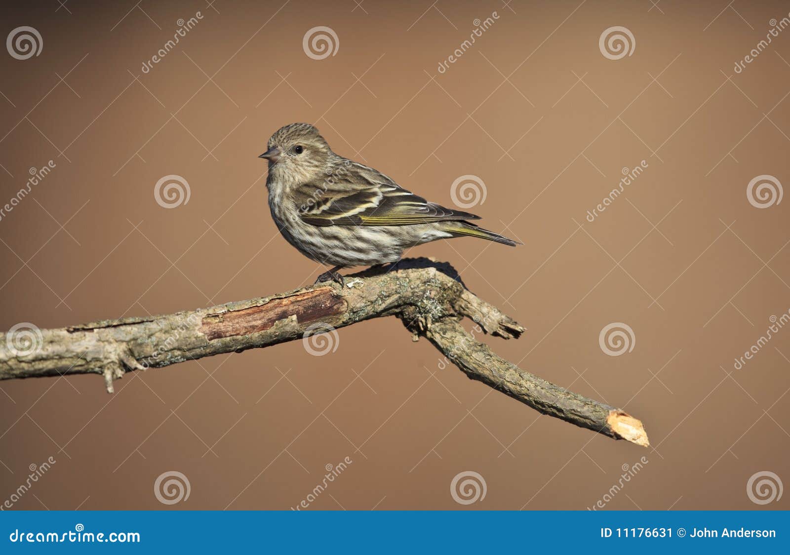 Pine Siskin stock image. Image of pinus, plumage, wildlife - 11176631