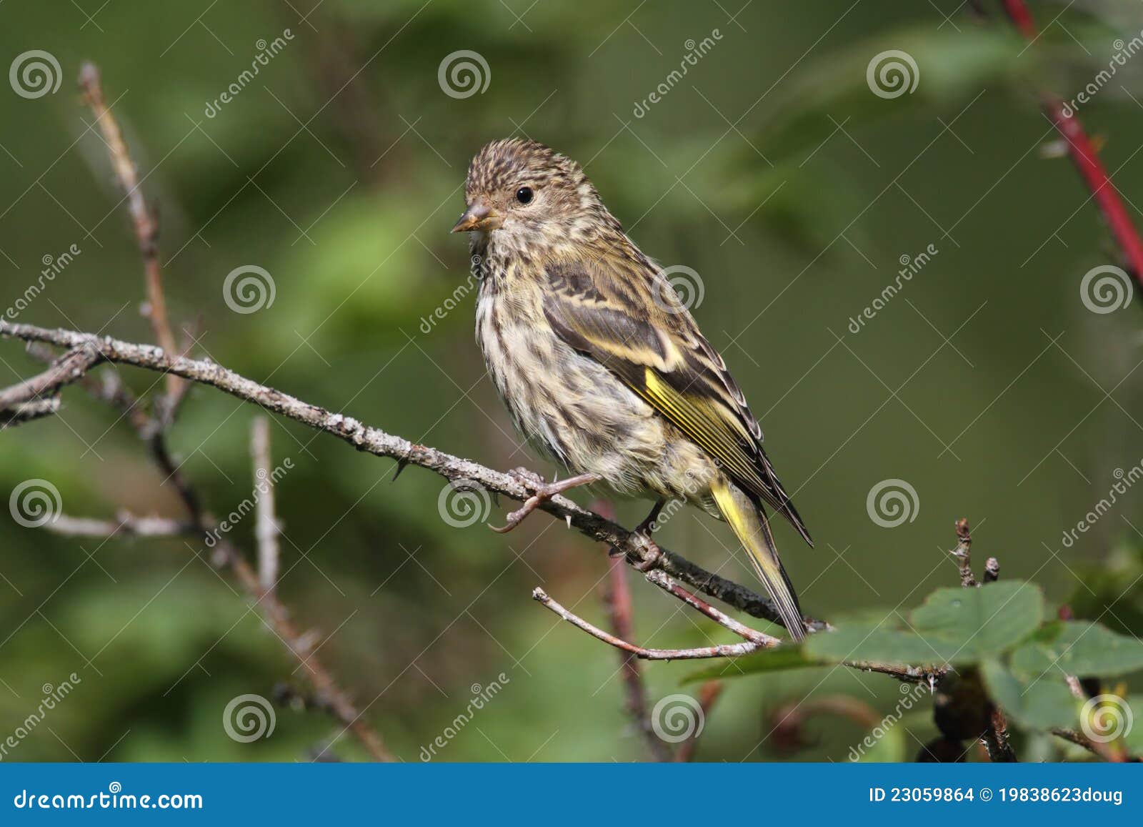 Pine Siskin stock photo. Image of tree, wing, bird, siskin - 23059864
