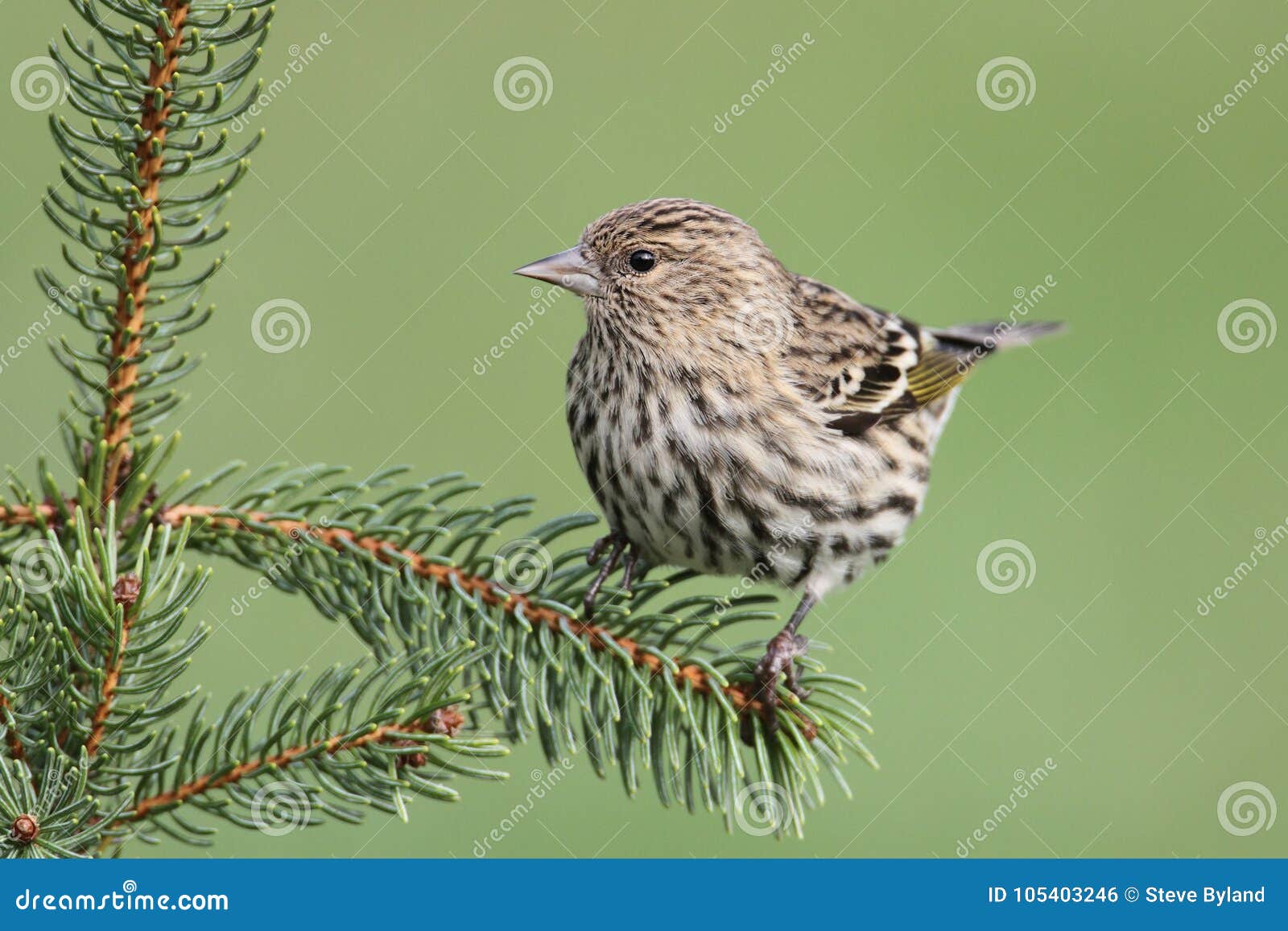 Pine Siskin Perched stock photo. Image of wild, wing - 105403246
