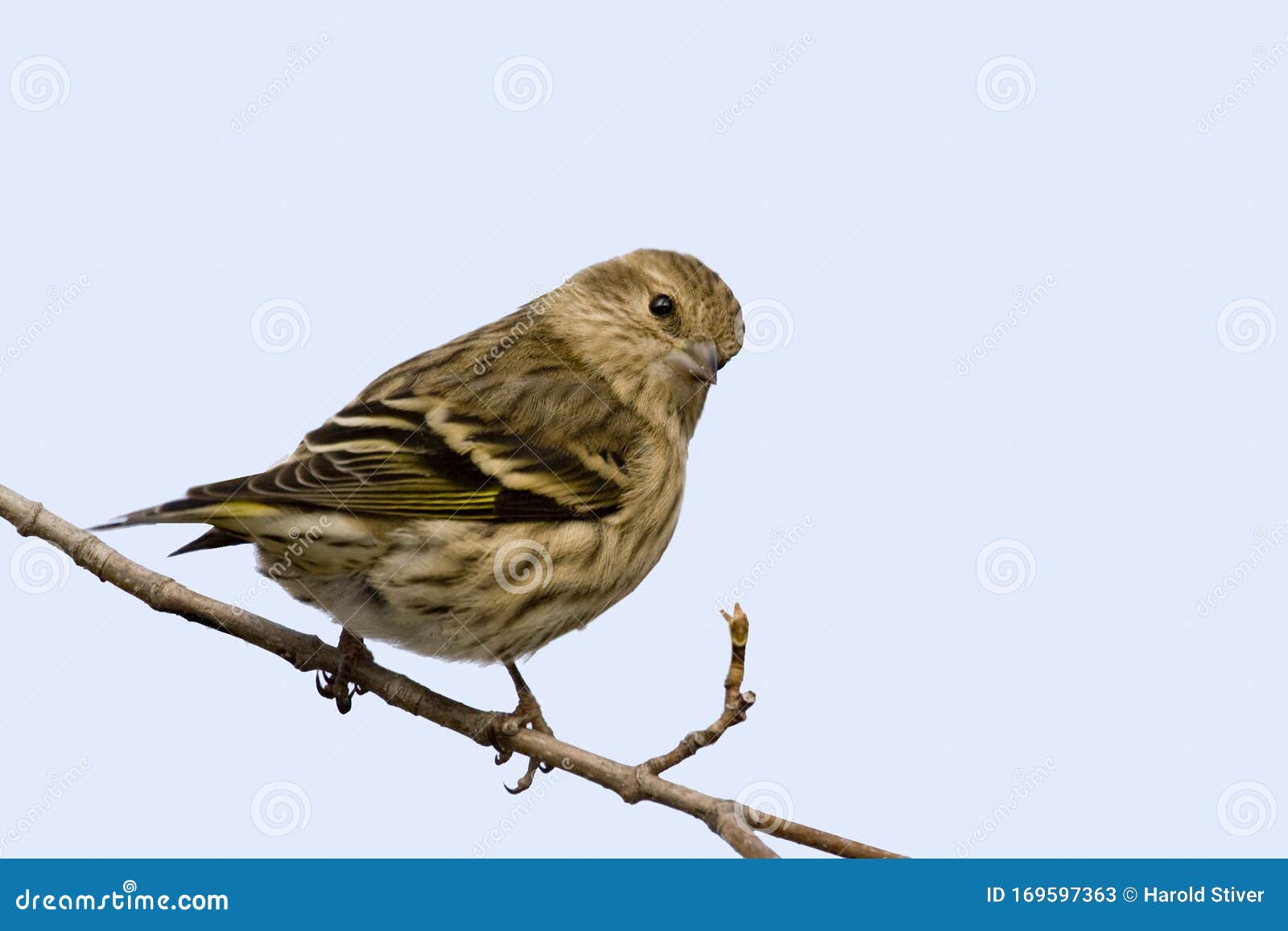 Pine Siskin, Spinus Pinus, Perched Stock Image - Image of pine, finch ...