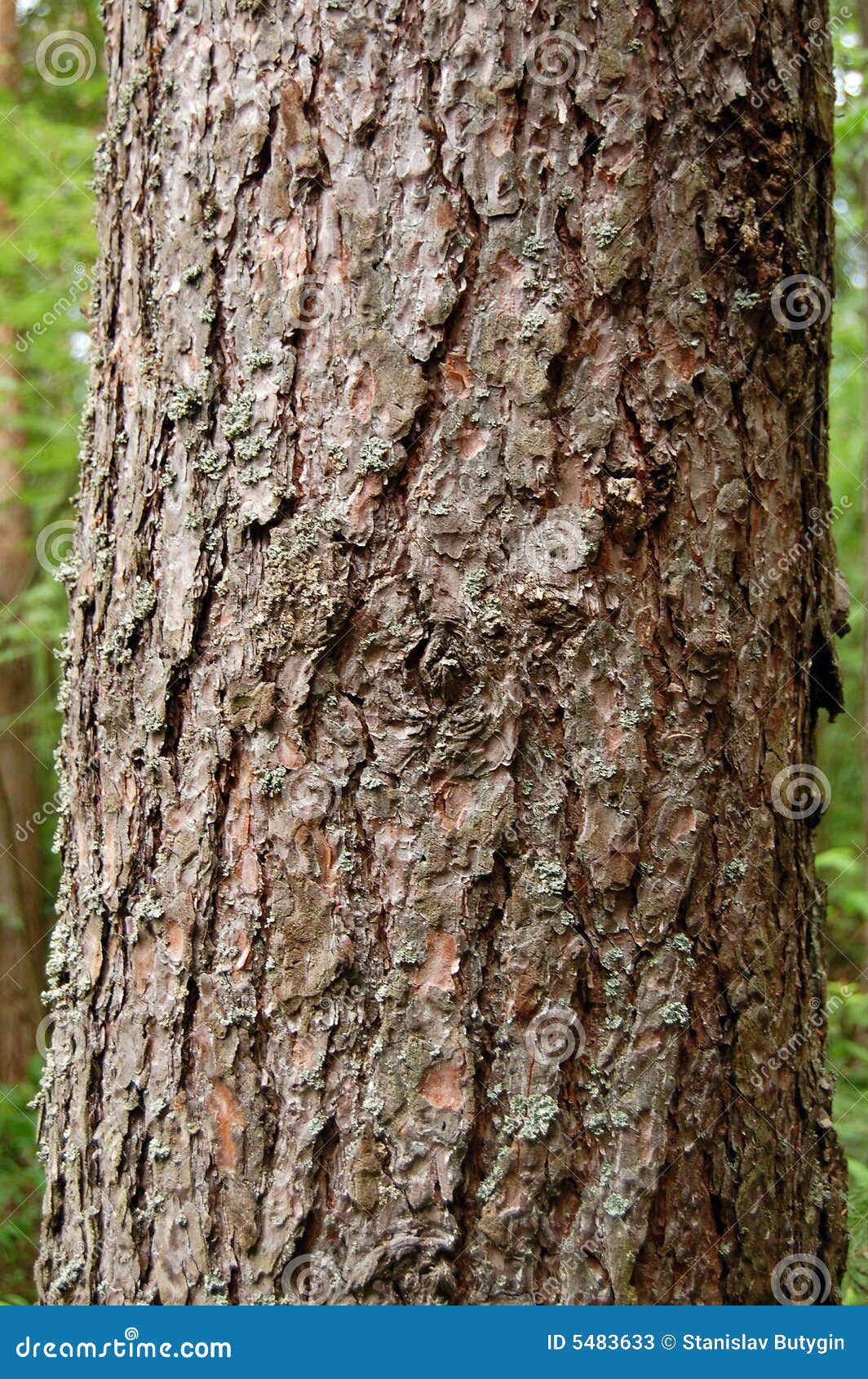 Pine skin stock image. Image of bark, fissure, lichen - 5483633