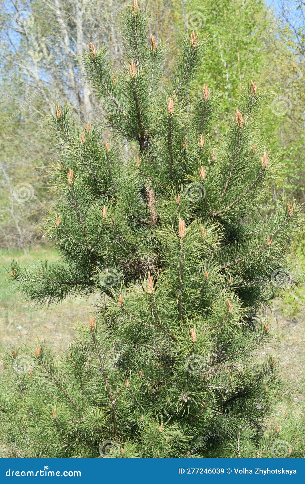 Pine with Small Cones and Deciduous Trees in the Background Stock Image ...