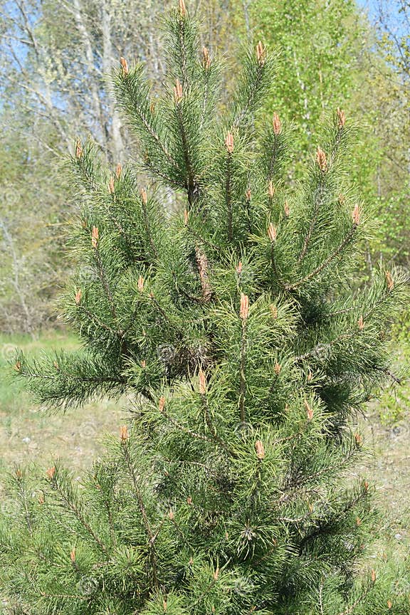 Pine with Small Cones and Deciduous Trees in the Background Stock Image ...