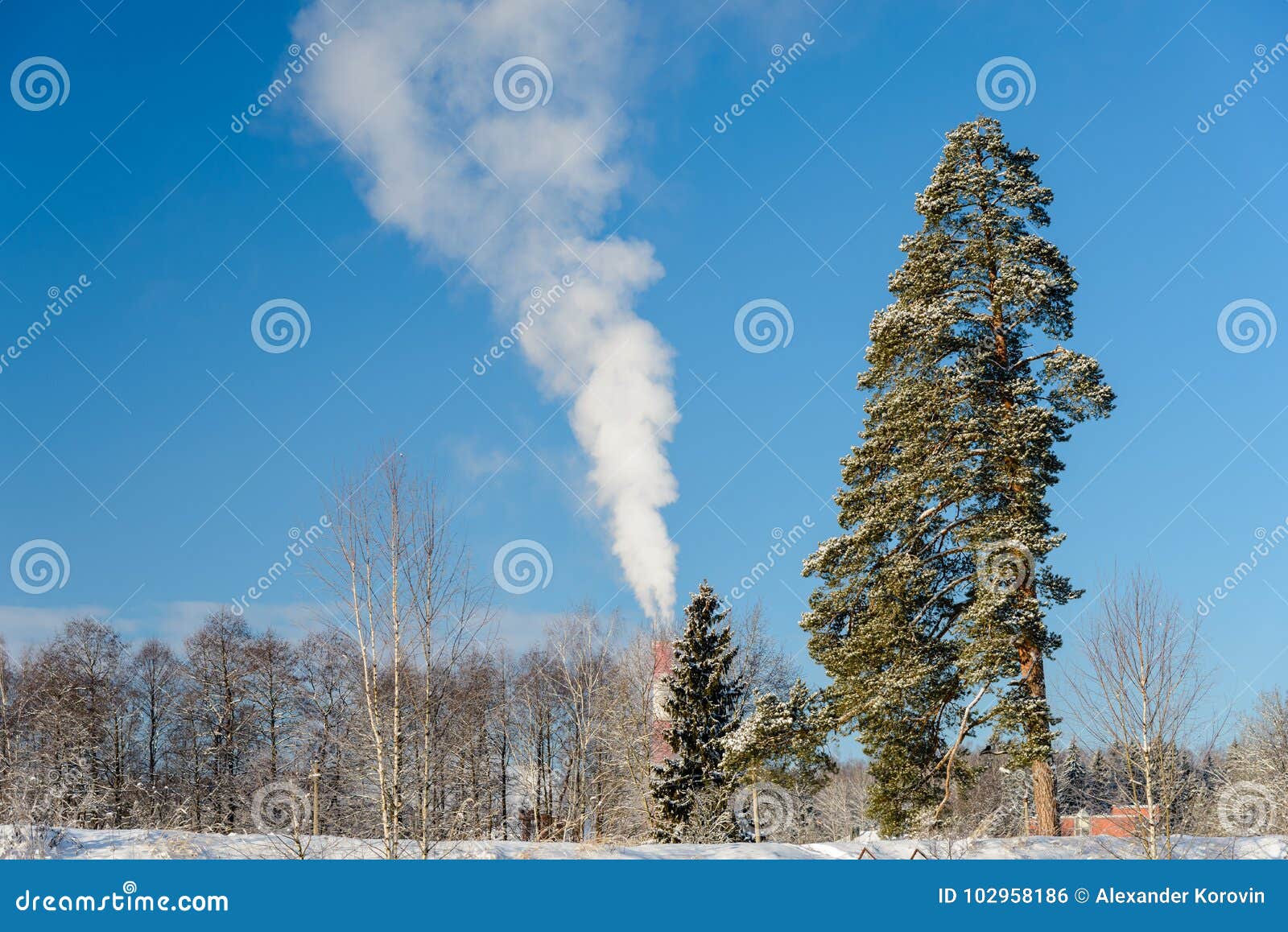 Pine and Smoke on Frosty Day Stock Photo - Image of pine, water: 102958186