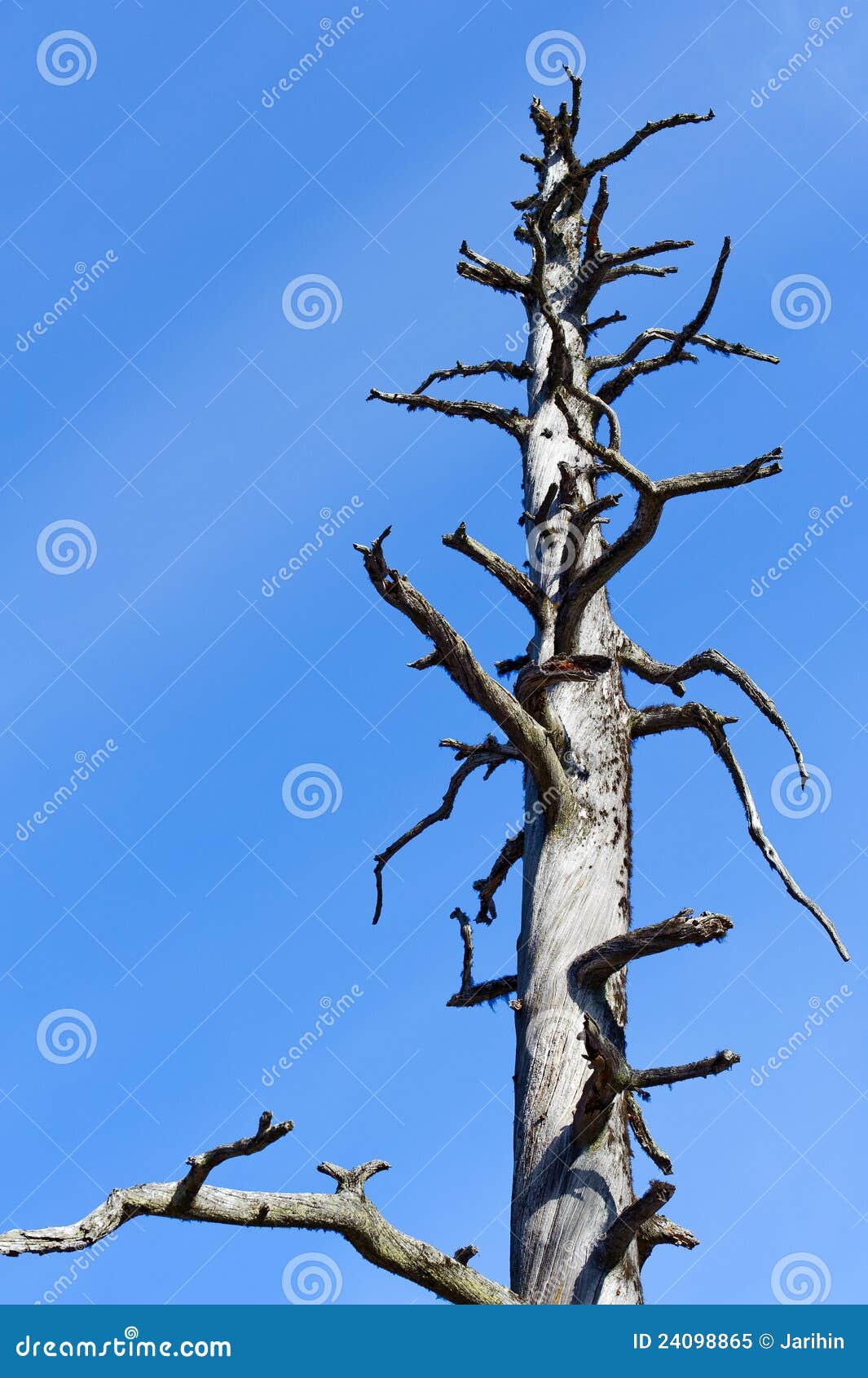 Pine snag stock image. Image of scandinavian, wilderness - 24098865