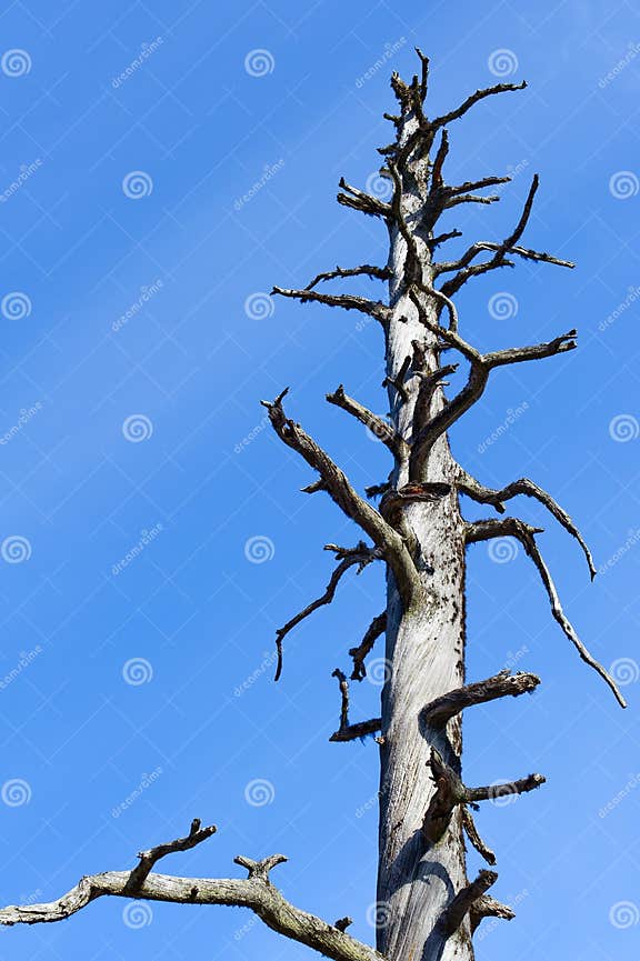 Pine snag stock image. Image of scandinavian, wilderness - 24098865