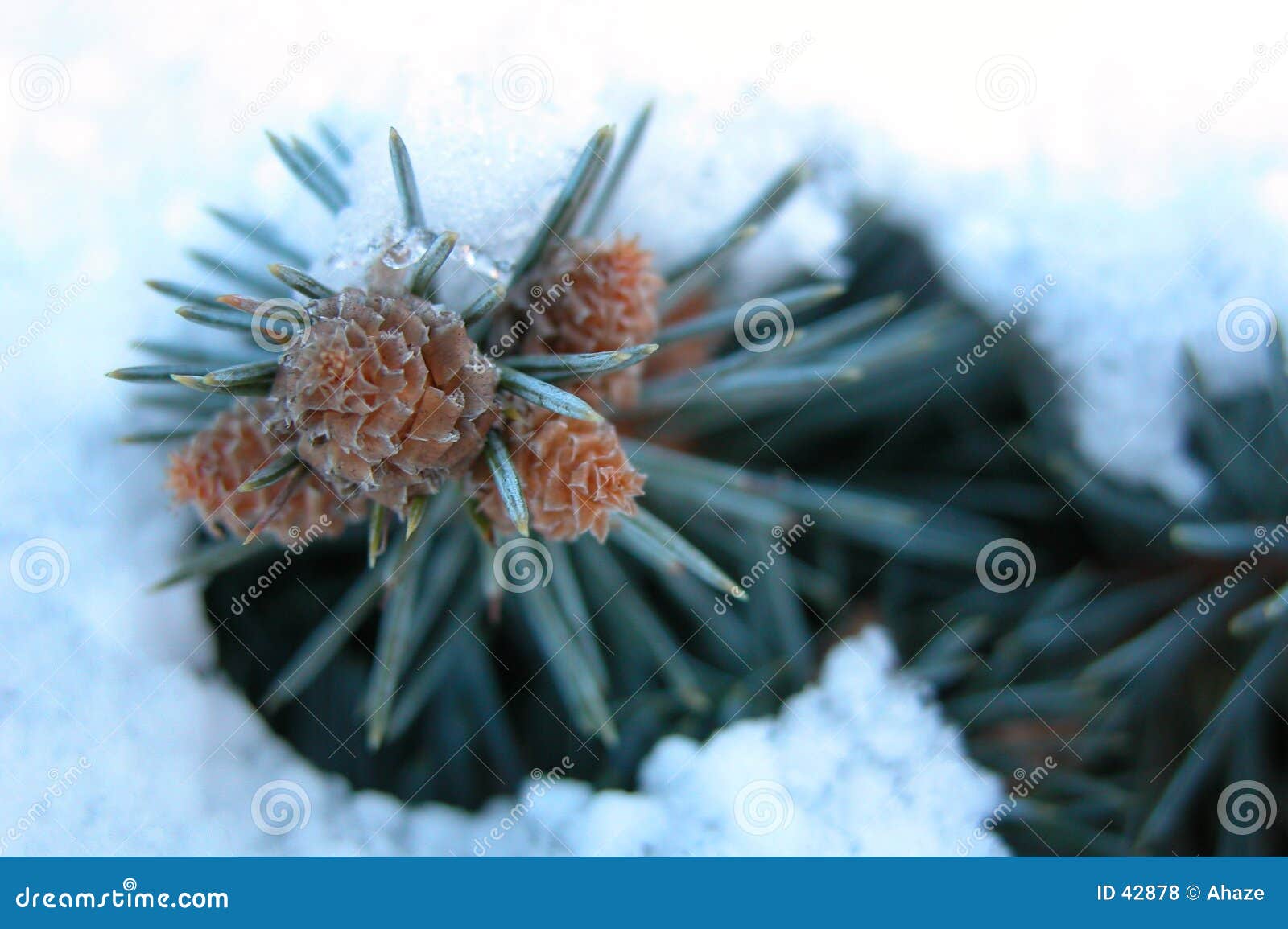 Pine in Snow stock photo. Image of tree, cones, pine, green - 42878