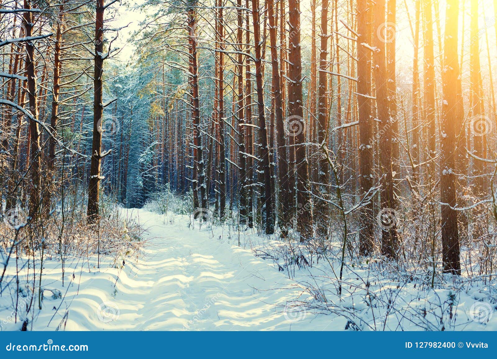 Pine Snowy Forest on a Sunny Day Stock Photo - Image of landscape ...