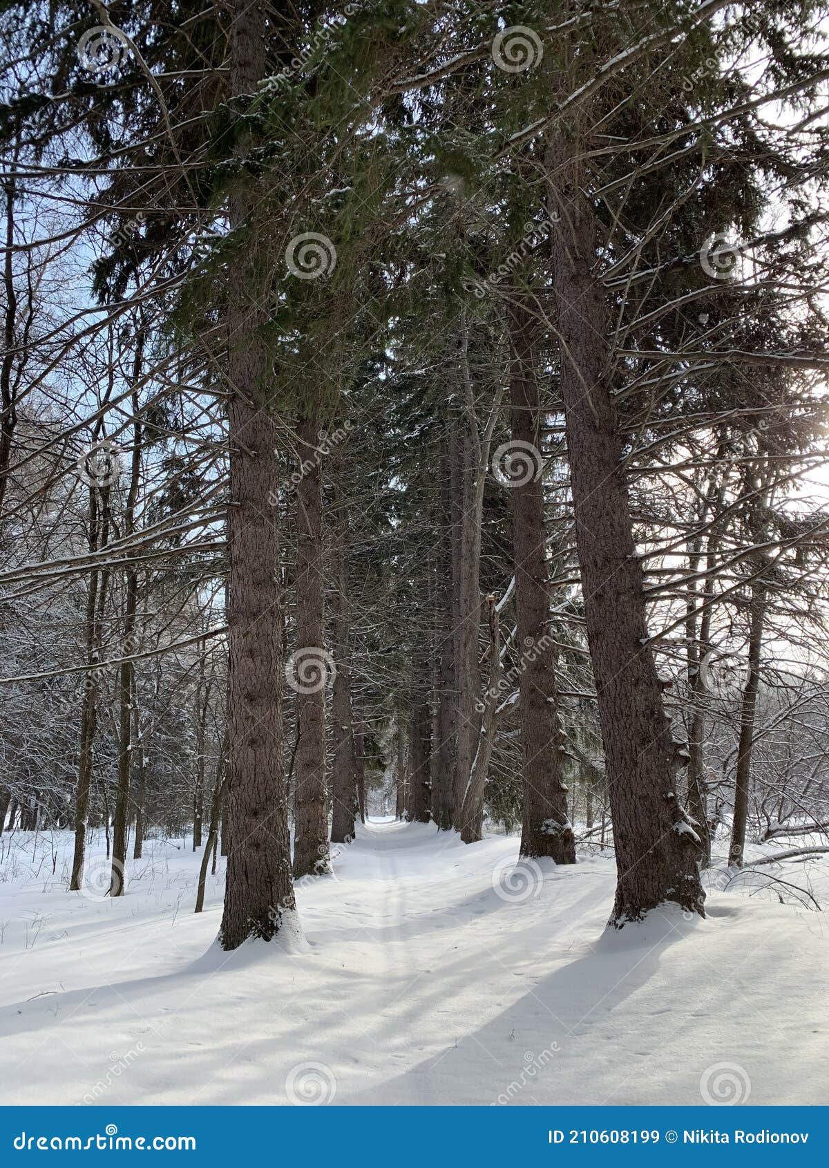 Pine Snowy Forest in Winter Stock Image - Image of pines, natural ...