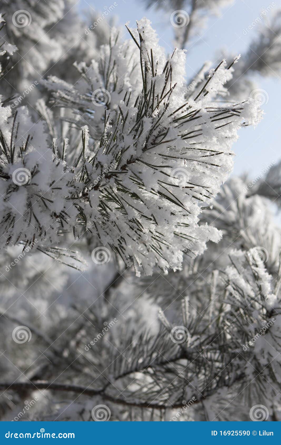 Pine in the Sparkling Frost Stock Photo - Image of beauty, pine: 16925590