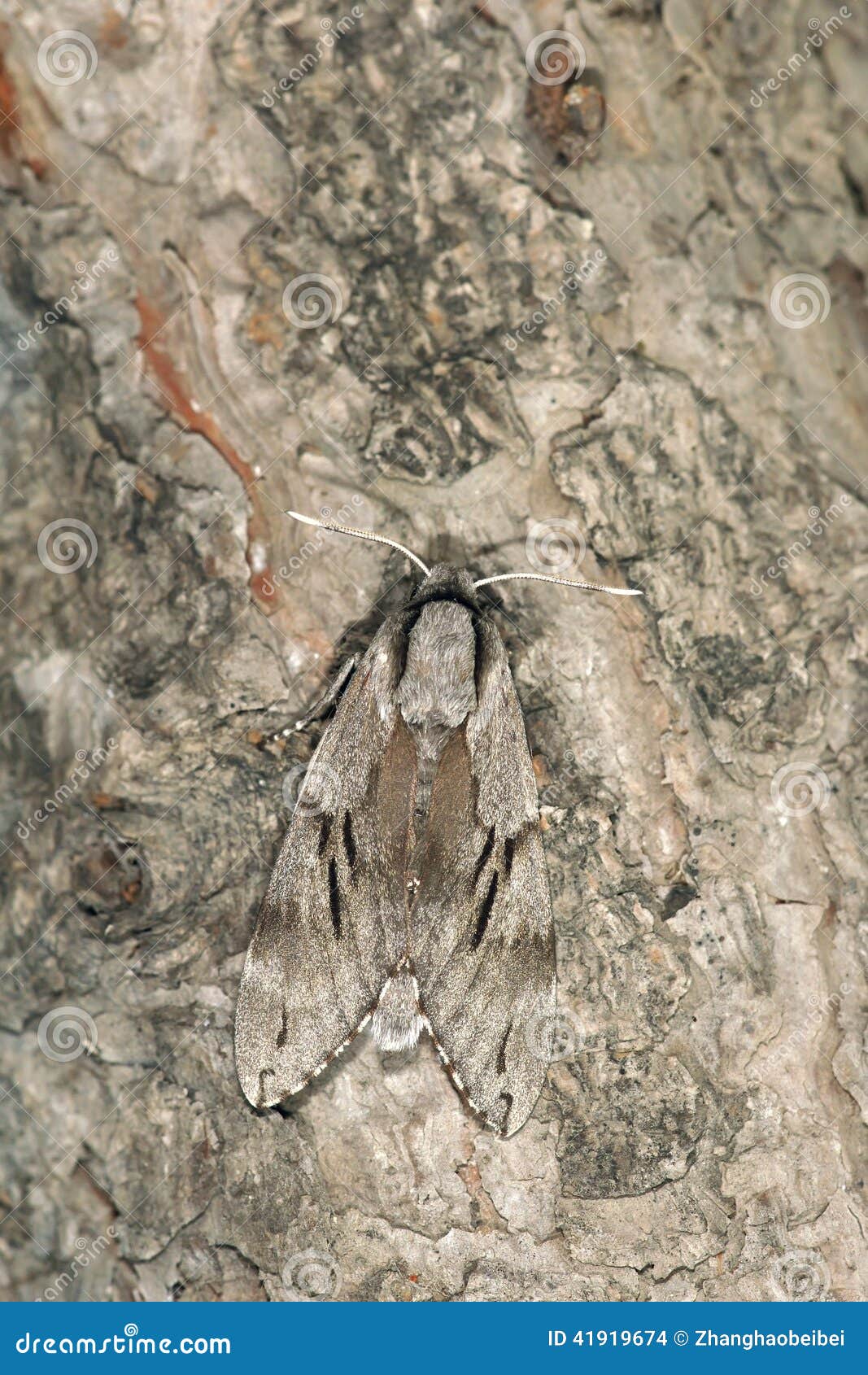Pine sphinx moth stock photo. Image of camouflage, protective - 41919674