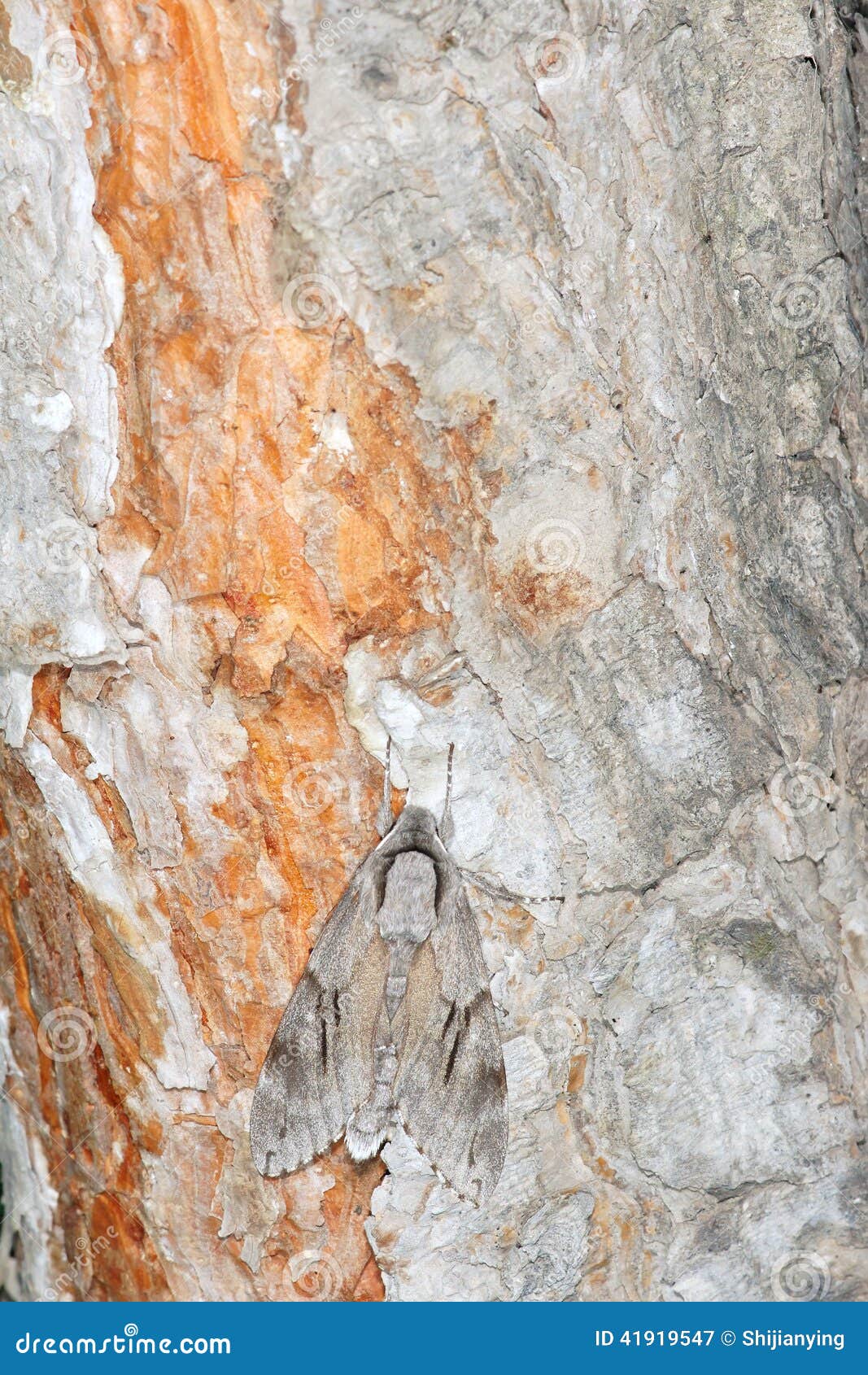 Pine sphinx moth stock image. Image of trunk, moth, bole - 41919547