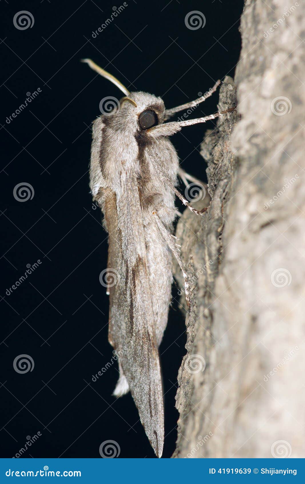 Pine sphinx moth stock image. Image of animal, tree, insect - 41919639
