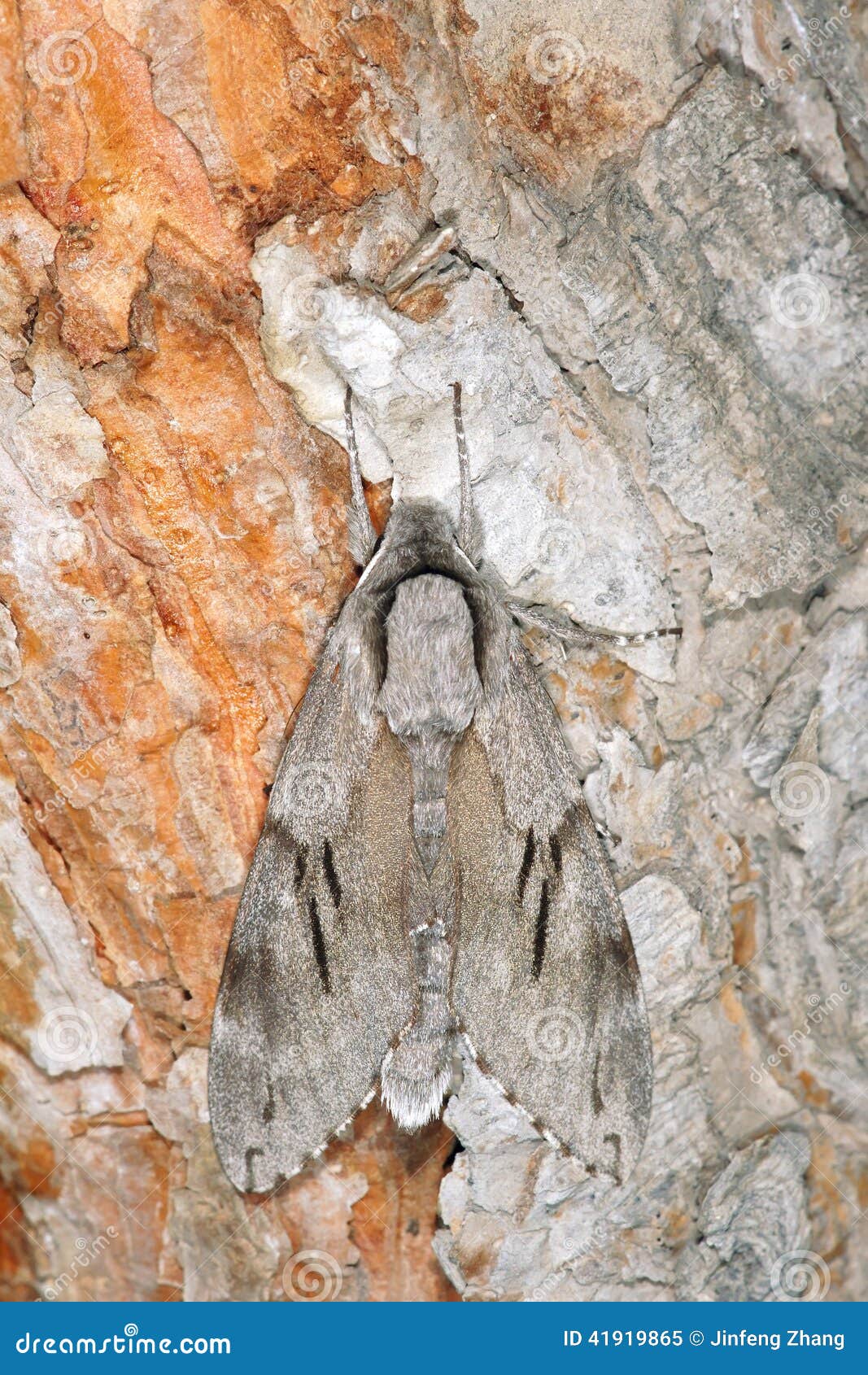Pine sphinx moth stock image. Image of moth, animal, wildlife - 41919865