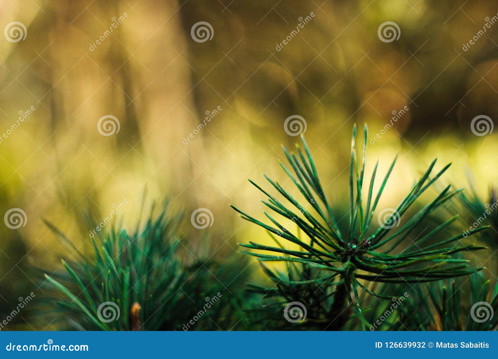 Pine spike close up stock photo. Image of decoration - 126639932