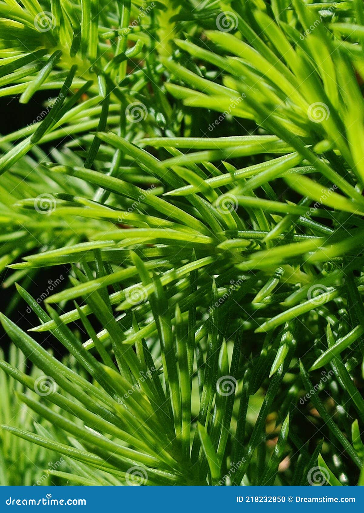 Pine spike stock photo. Image of food, soil, vegetable - 218232850