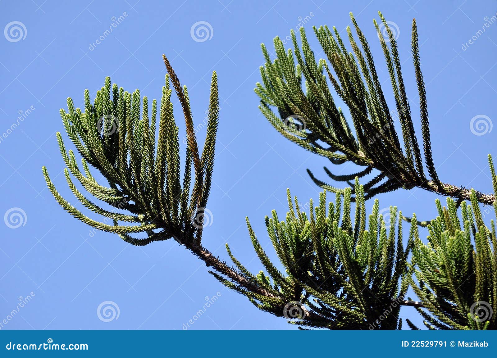 Pine spikes stock image. Image of closeup, decoration - 22529791