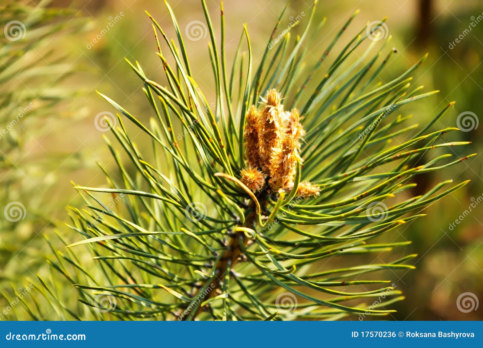 Pine sprig stock photo. Image of pine, beautiful, brown - 17570236