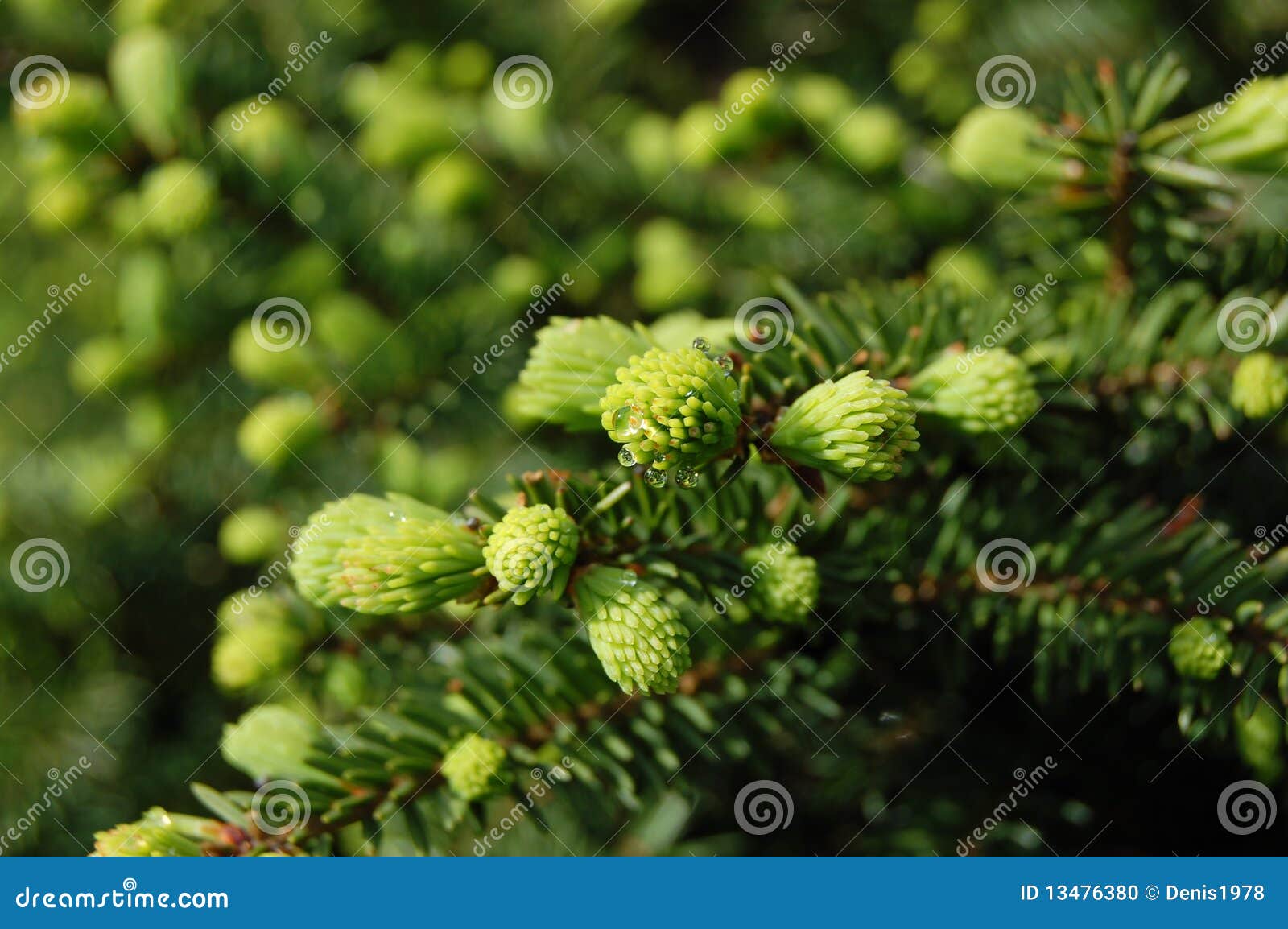 Pine Spring stock photo. Image of drop, forest, foliage - 13476380