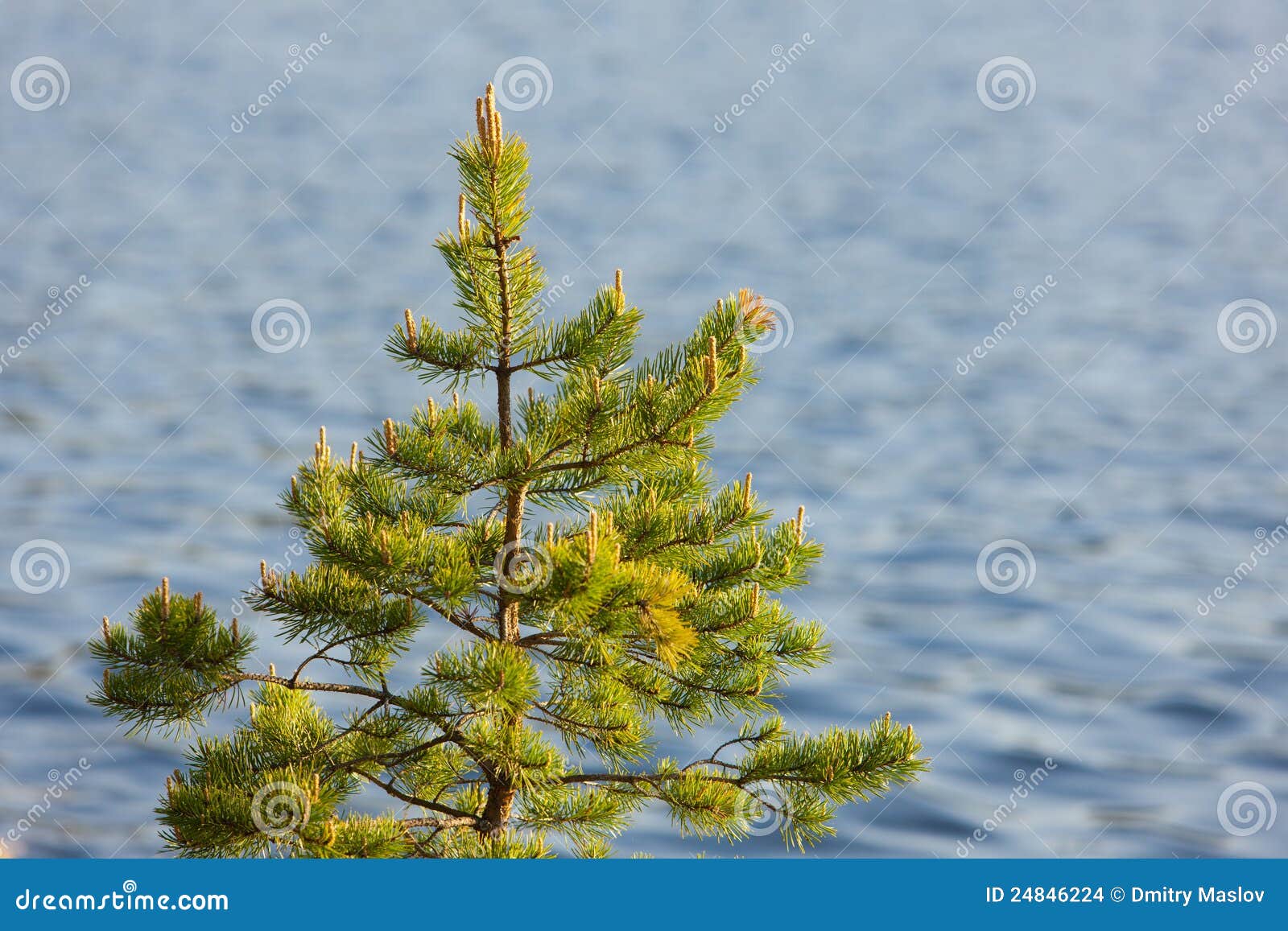 Pine in the spring stock photo. Image of environment - 24846224