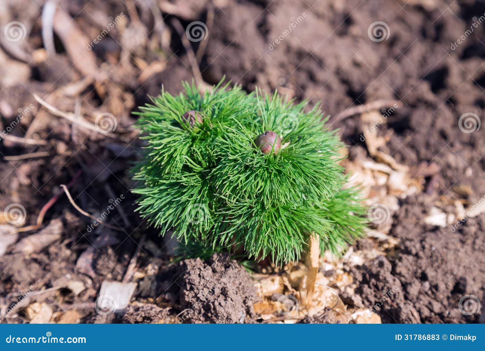 Pine sprout stock image. Image of spring, macro, evergreen - 31786883