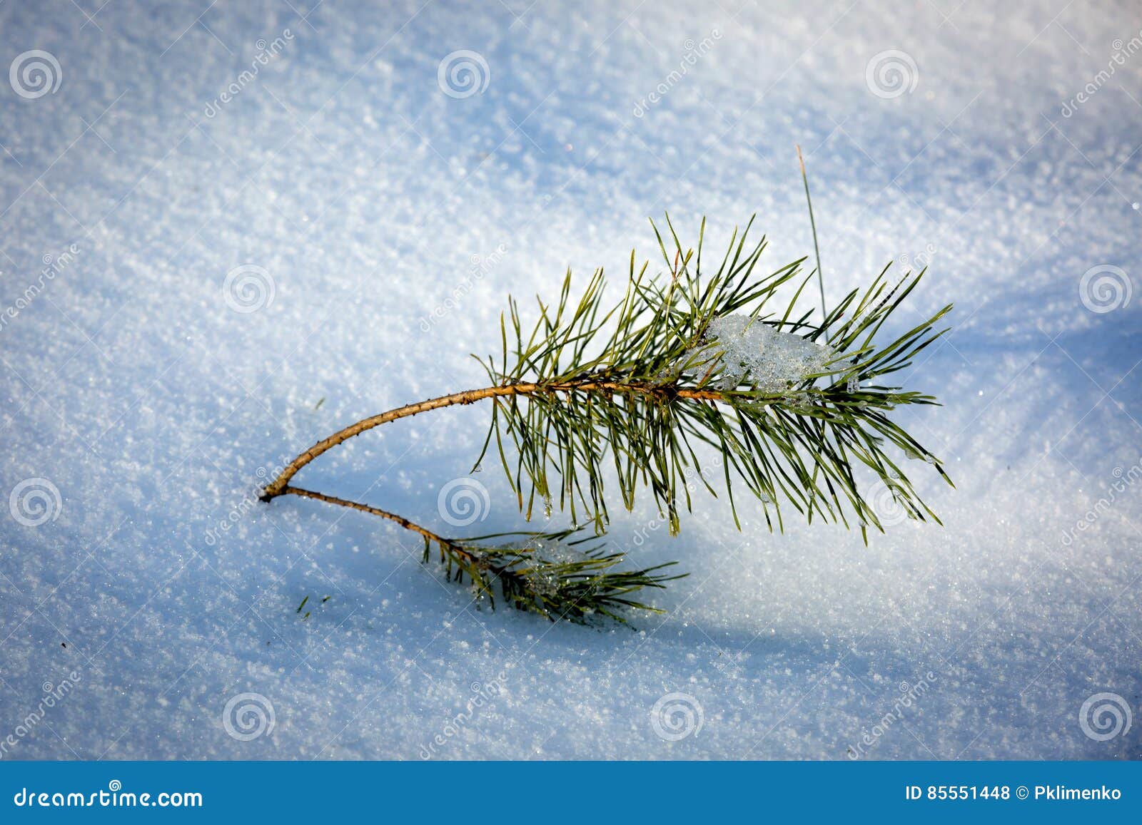 Pine sprout in snow stock photo. Image of traditional - 85551448