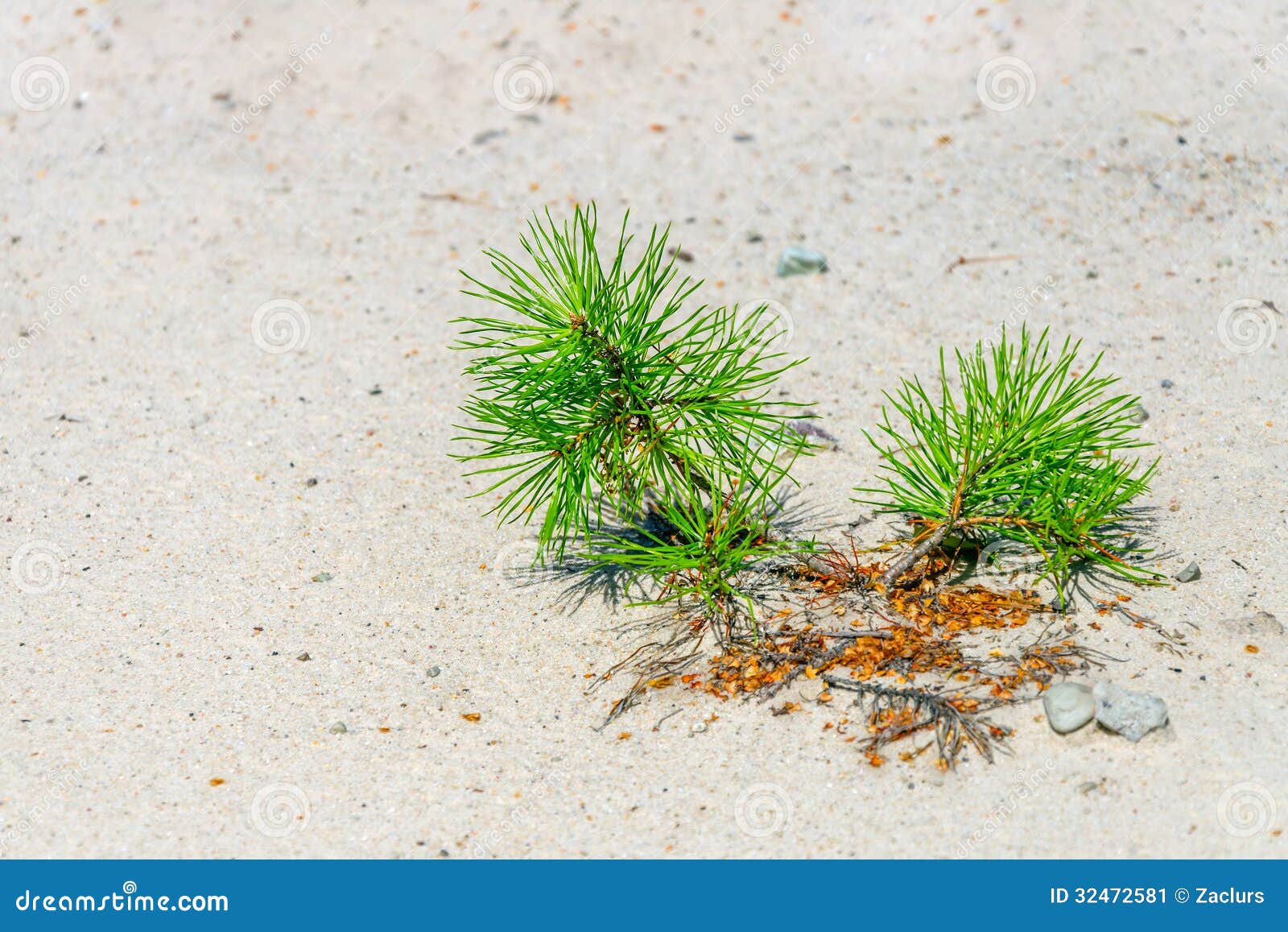 Pine sprouting from a sand stock image. Image of botany - 32472581