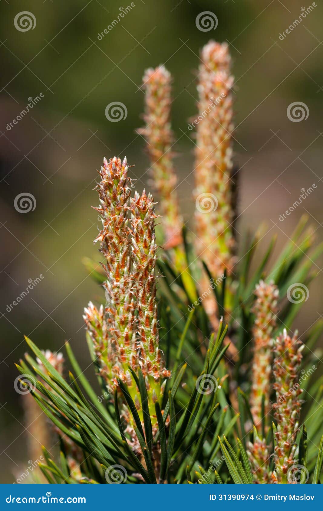 Pine sprouts stock photo. Image of seed, woods, sunlight - 31390974