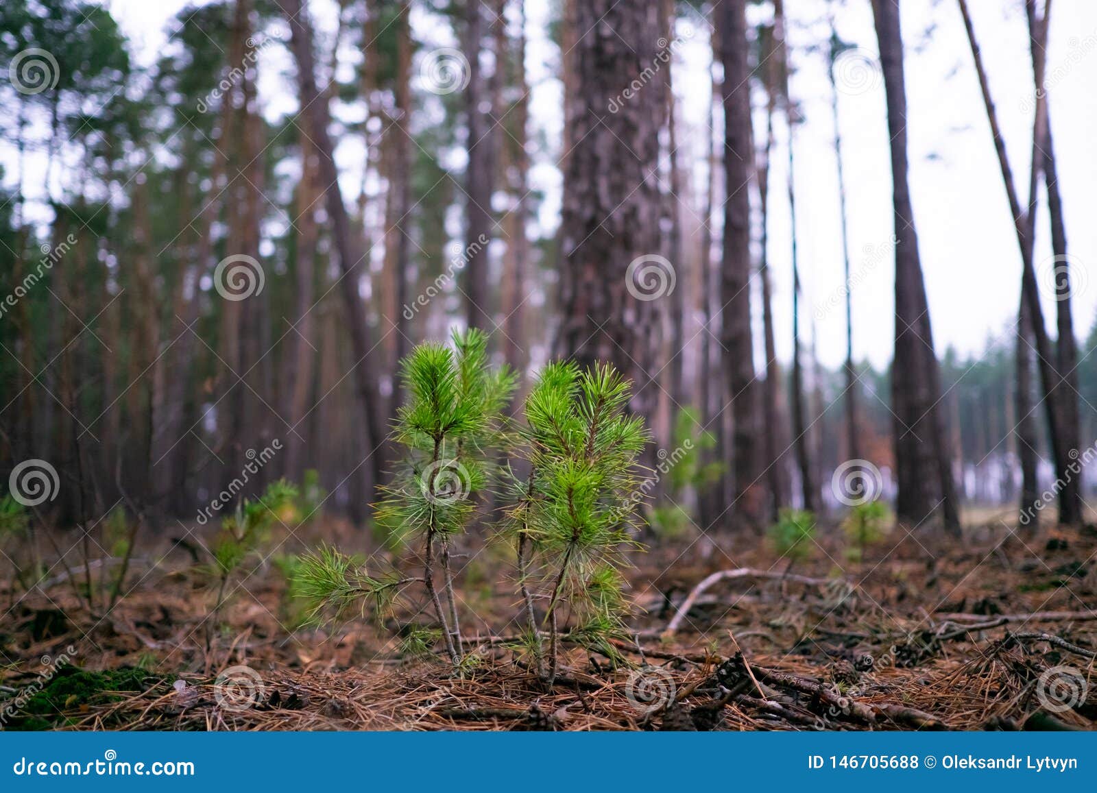 Pine Sprouts Make Their Way To the Sun among the Fallen Needles Stock ...